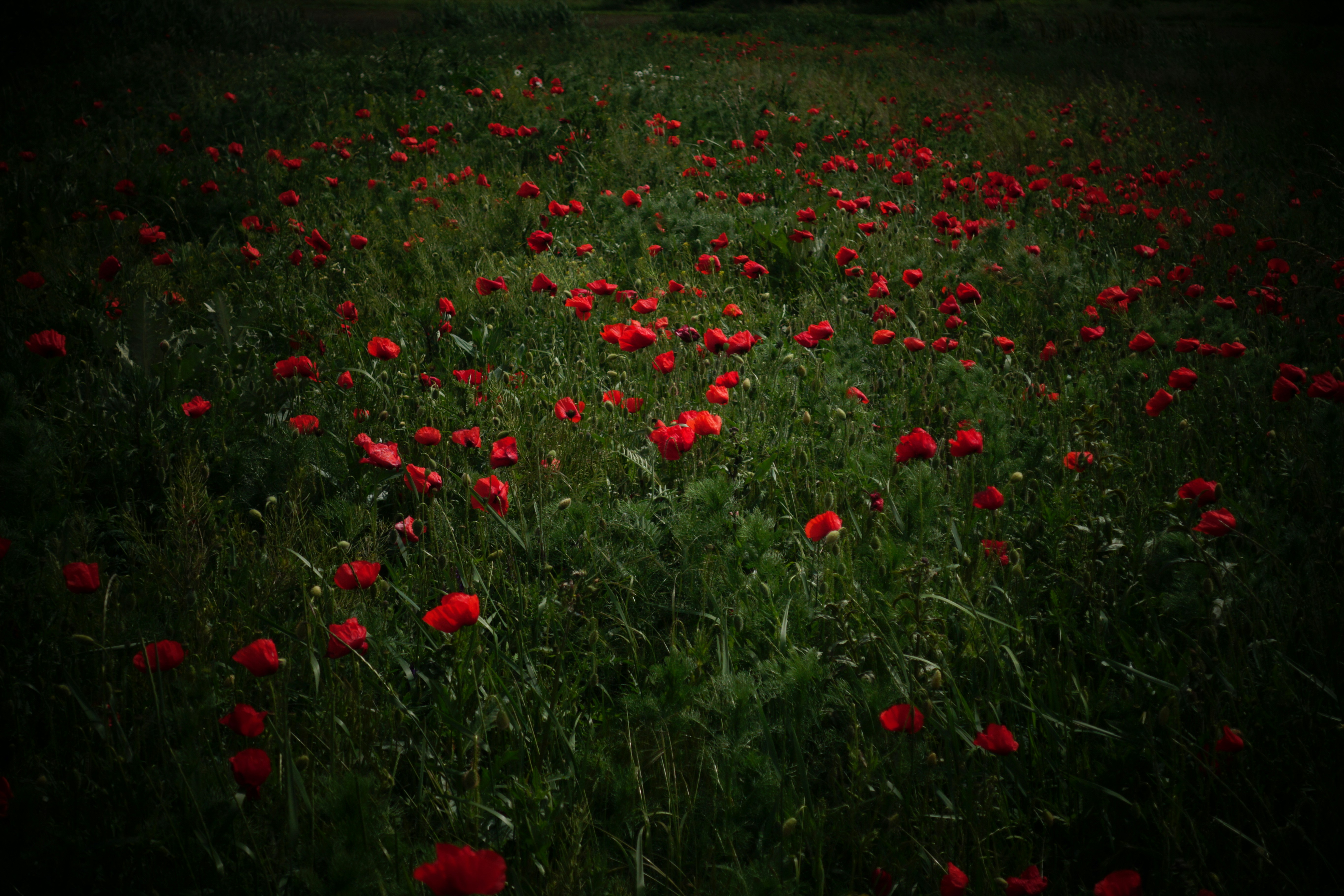Crimson Waves in a Verdant Sea