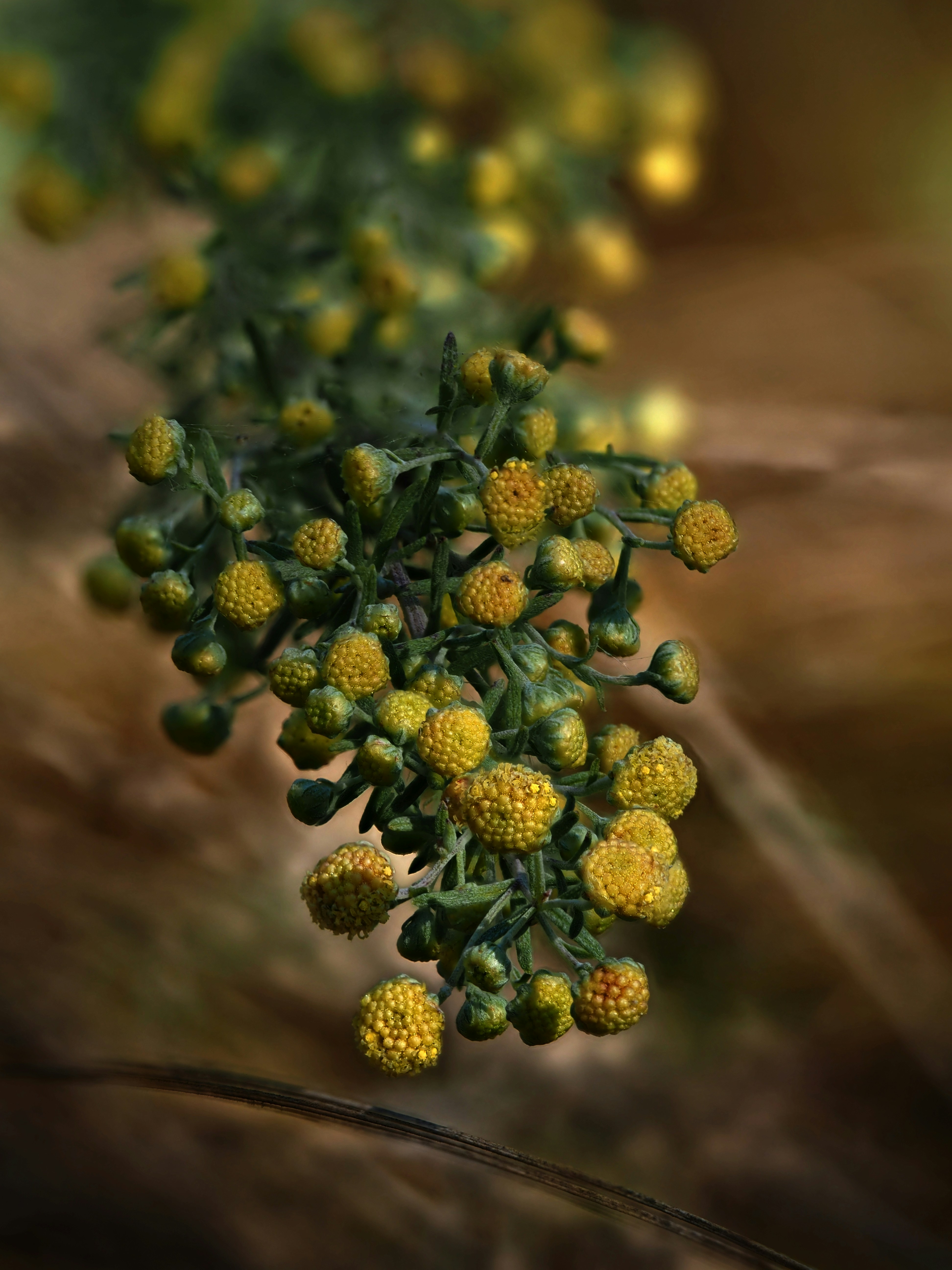 blooming wormwood in the morning sun