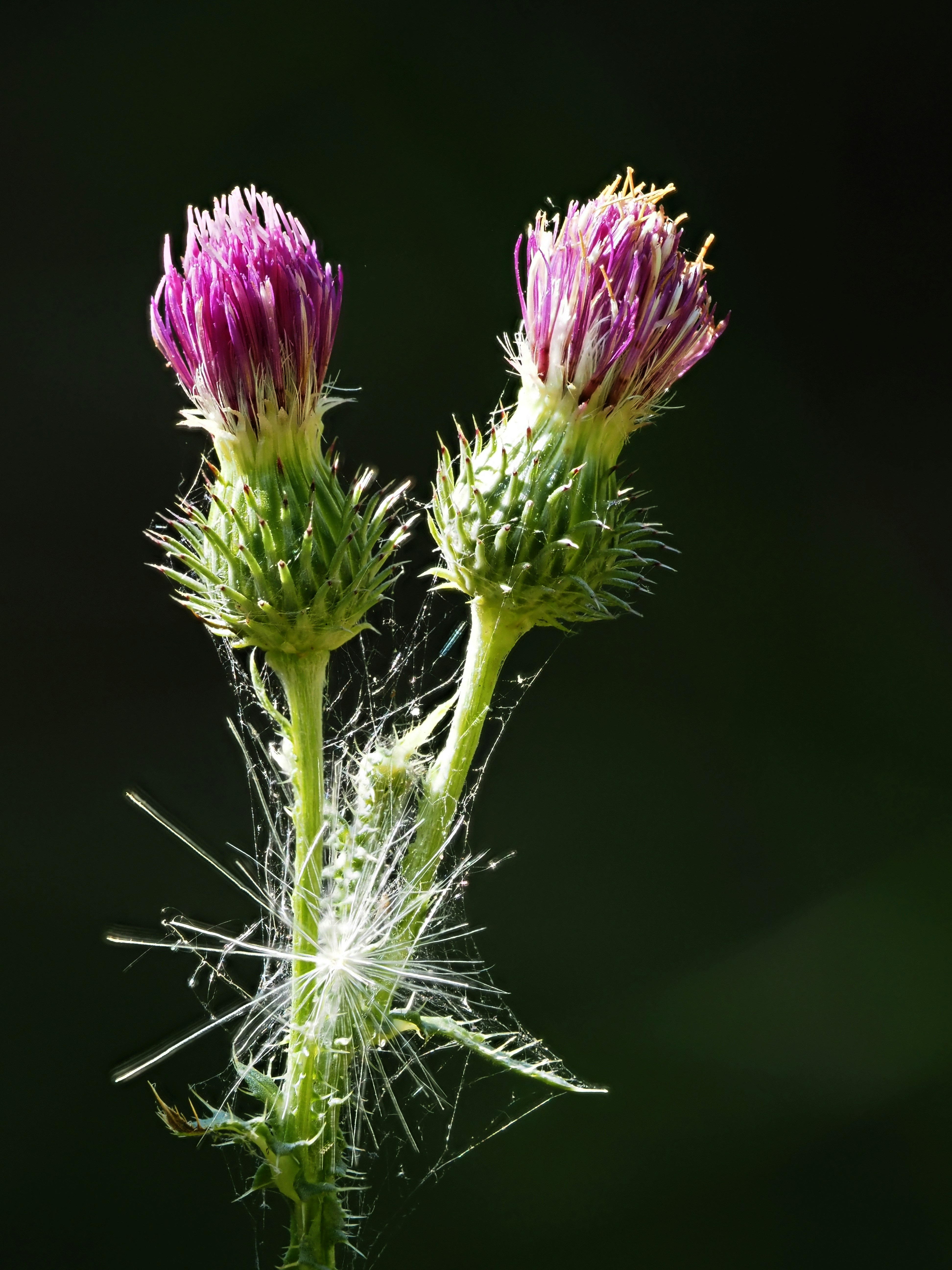 Twin Purple Thistle Buds in Soft Backlight