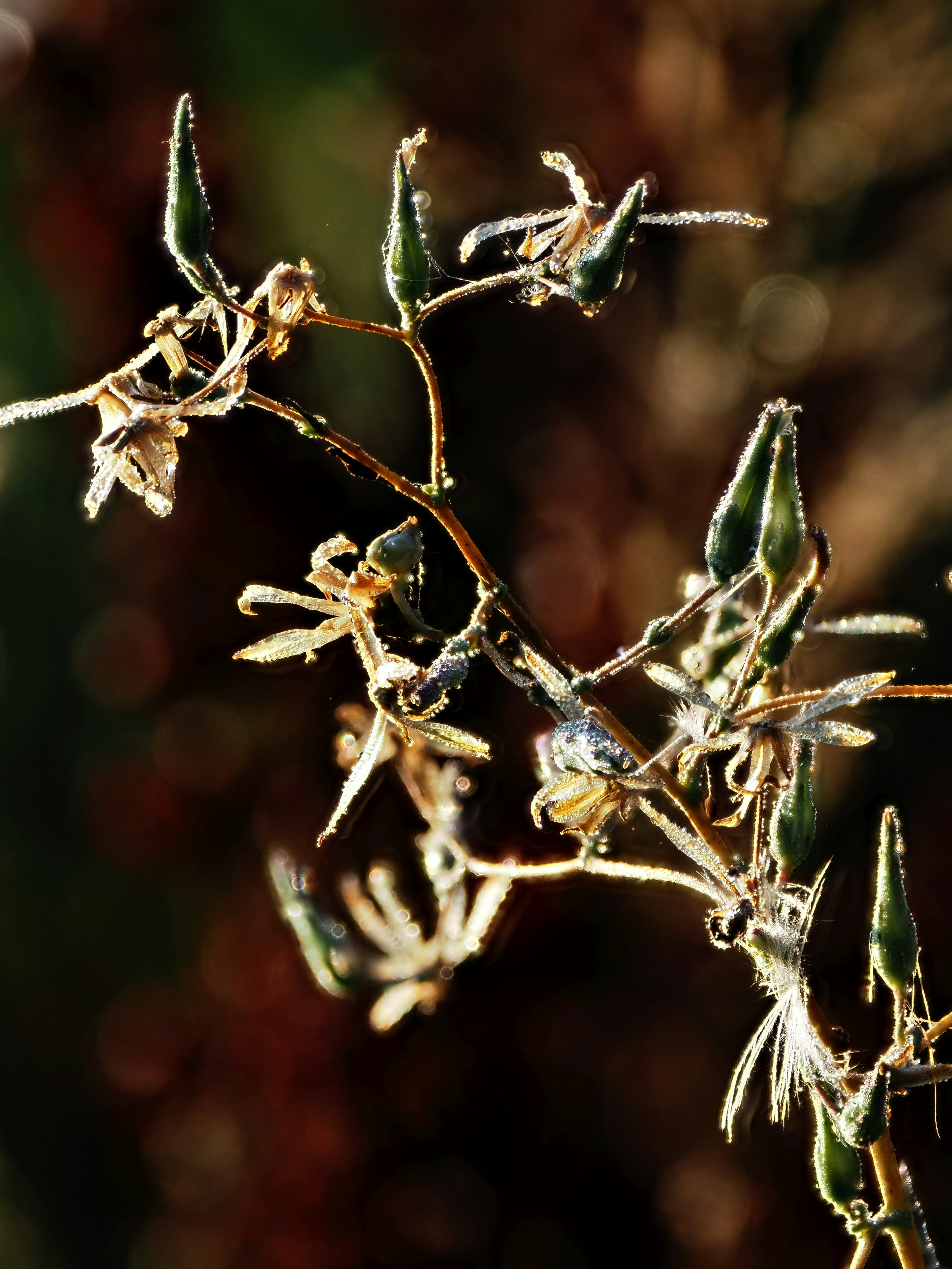Amber Light Traces Frost on a Delicate Twig