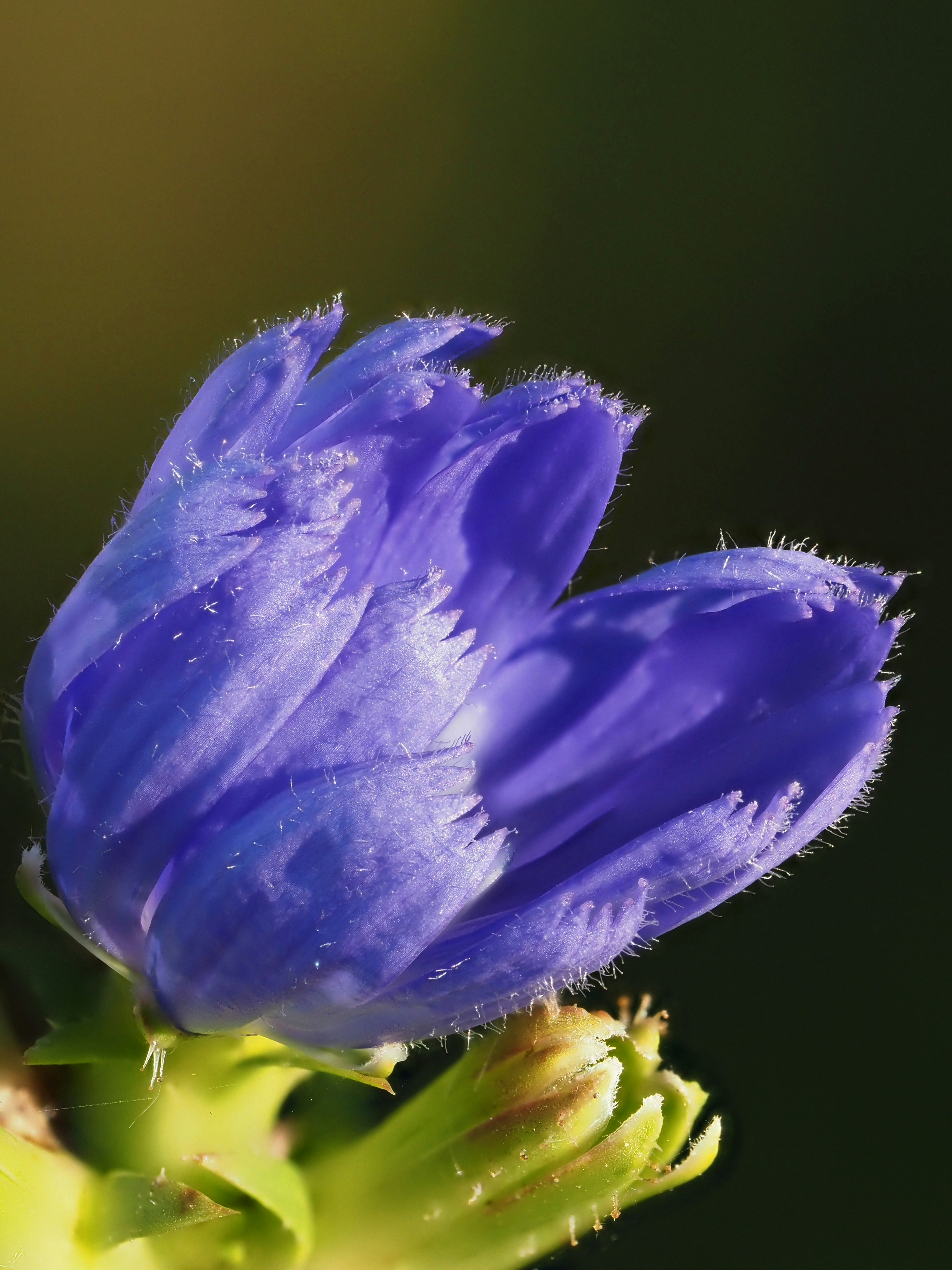 Whispers of Violet: A Floral Close-Up