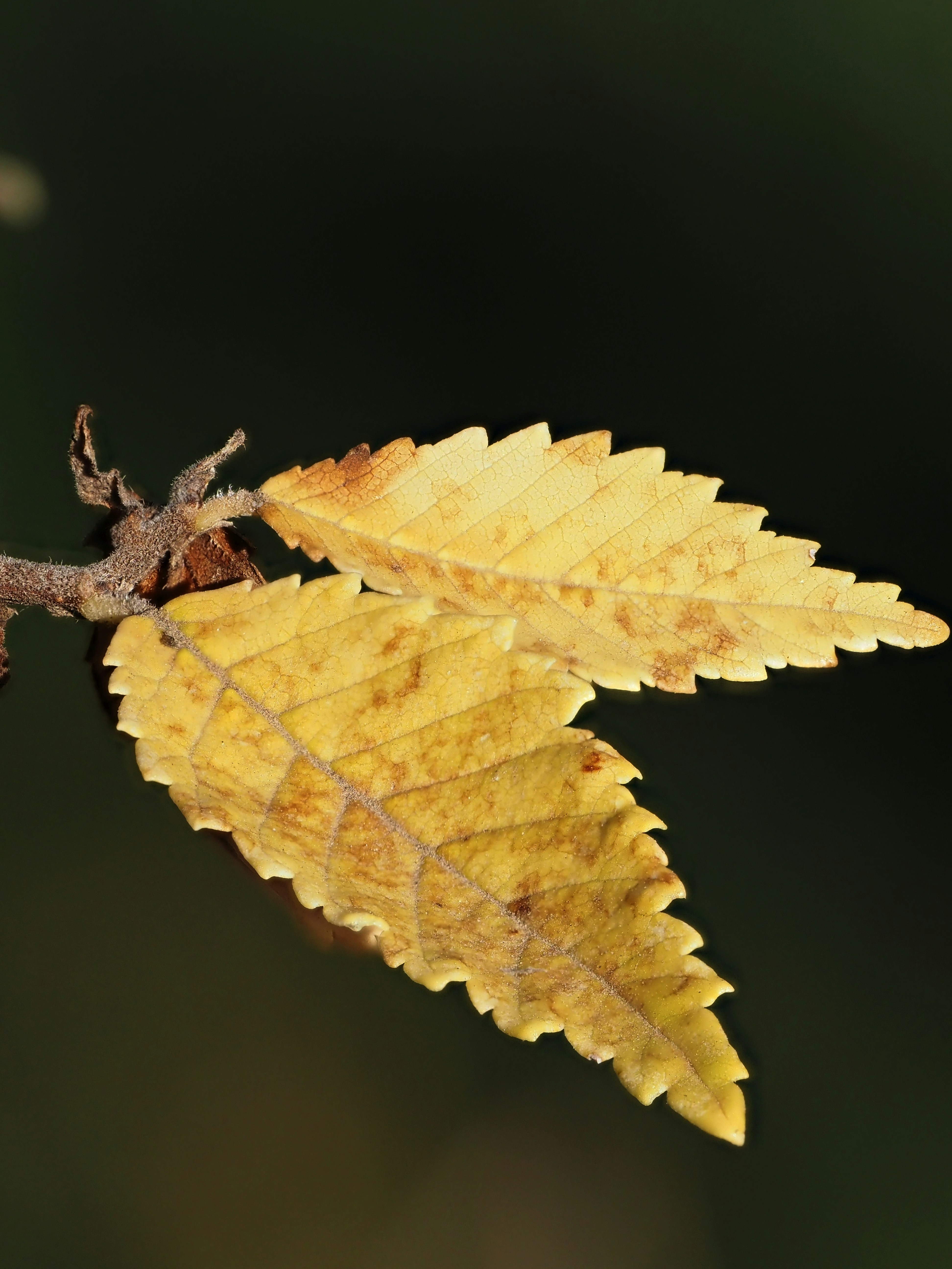 Golden Leaves: A Study in Autumn's Palette