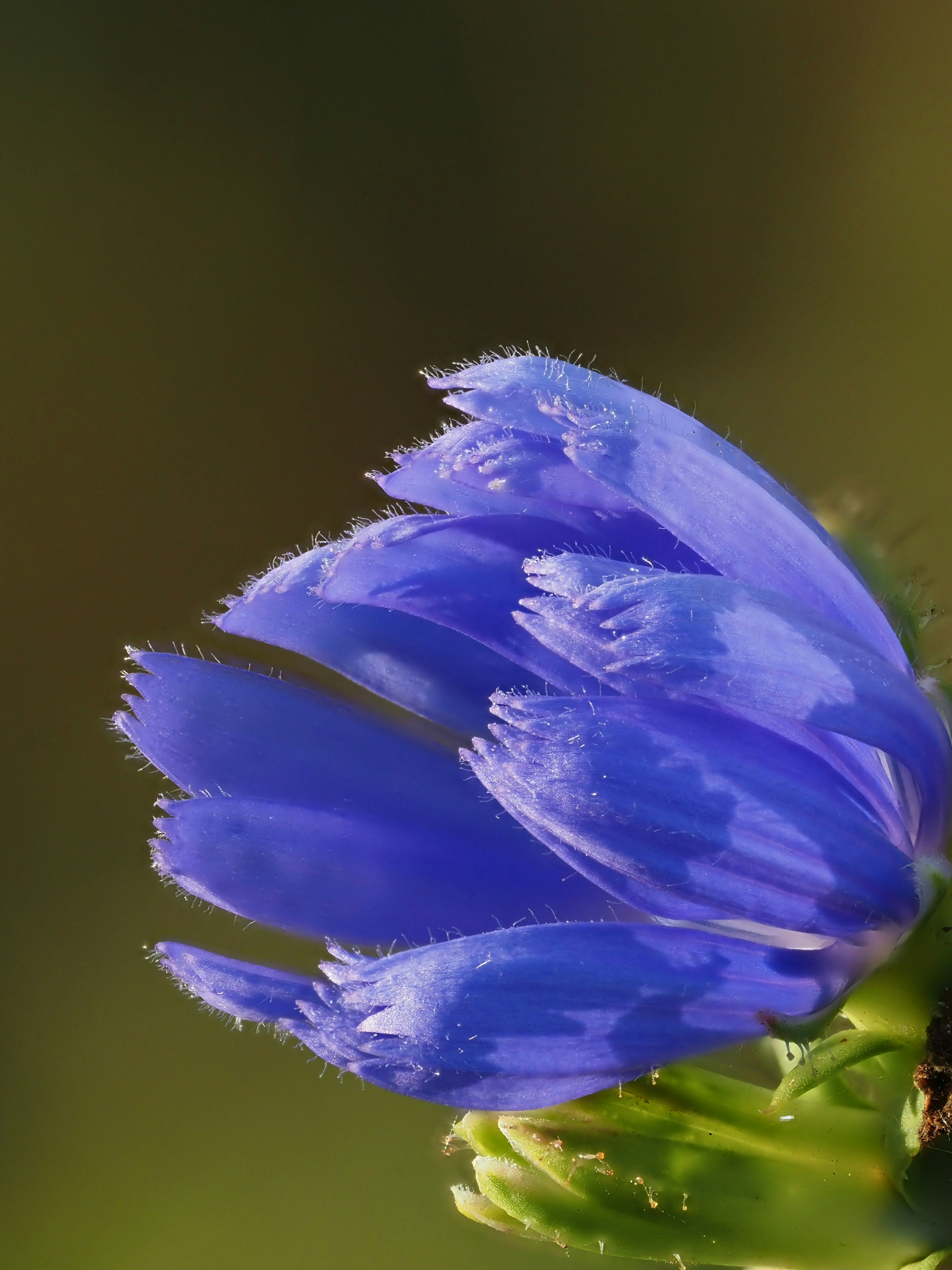 Whispers of Blue: Nature's Floral Elegance