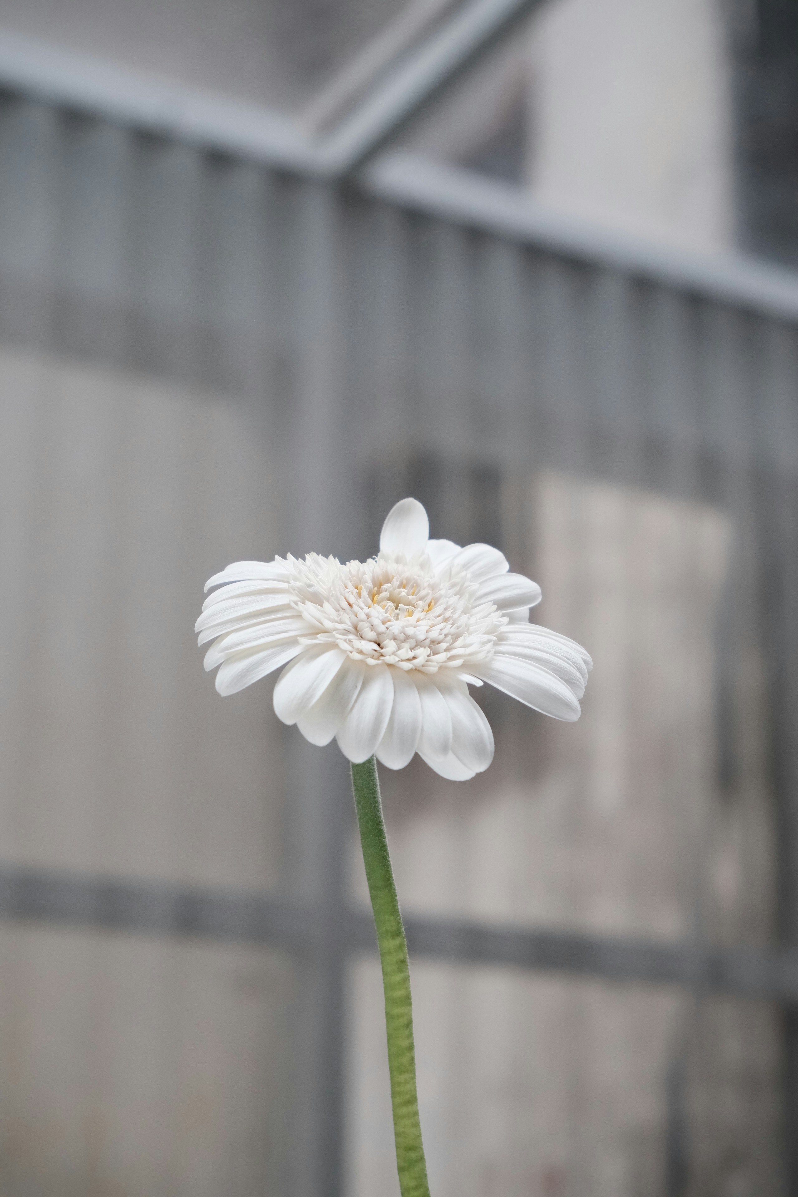 Elegance in Simplicity: A White Blossom's Standout Moment