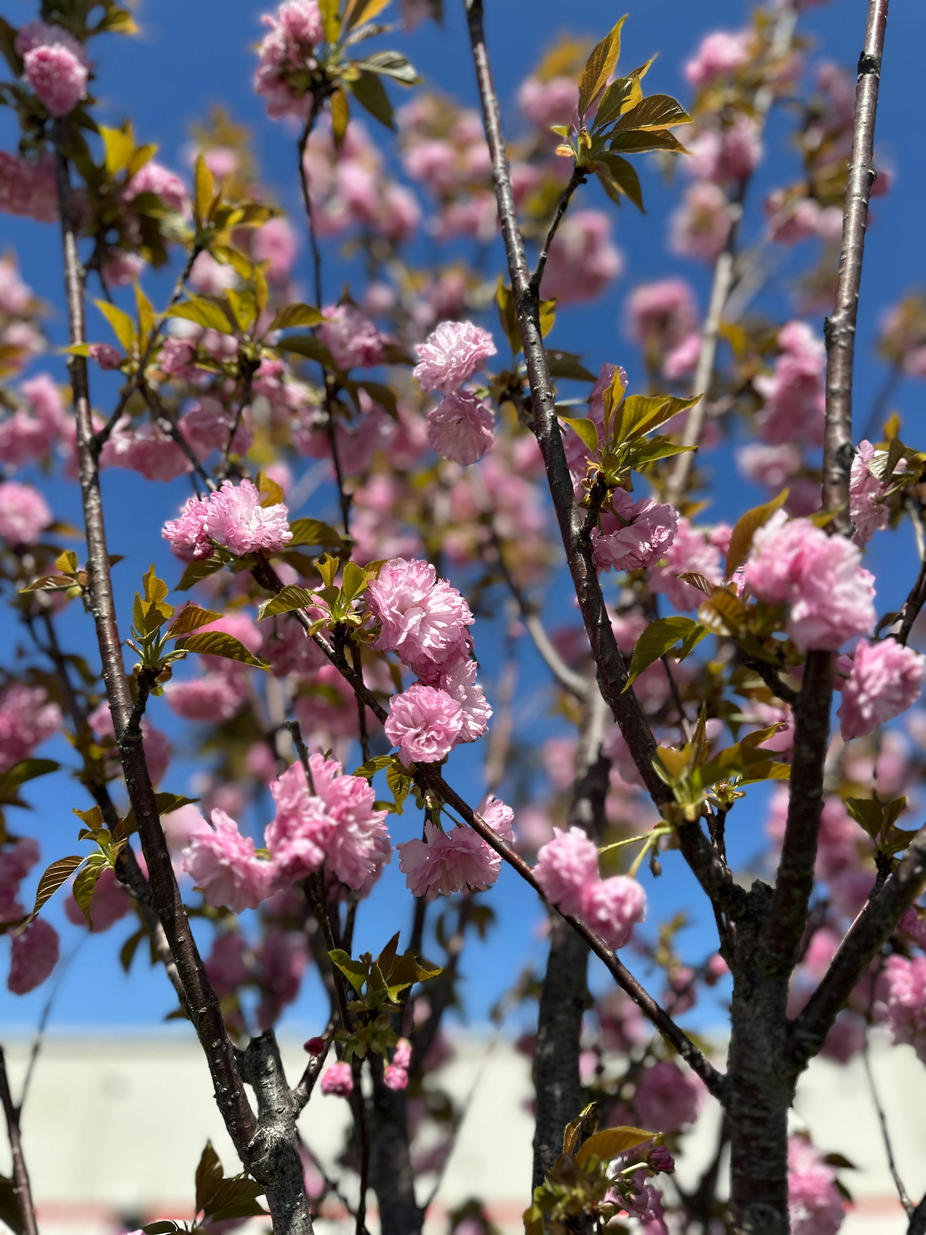 Pink cherry blossoms bloom against a clear blue sky.