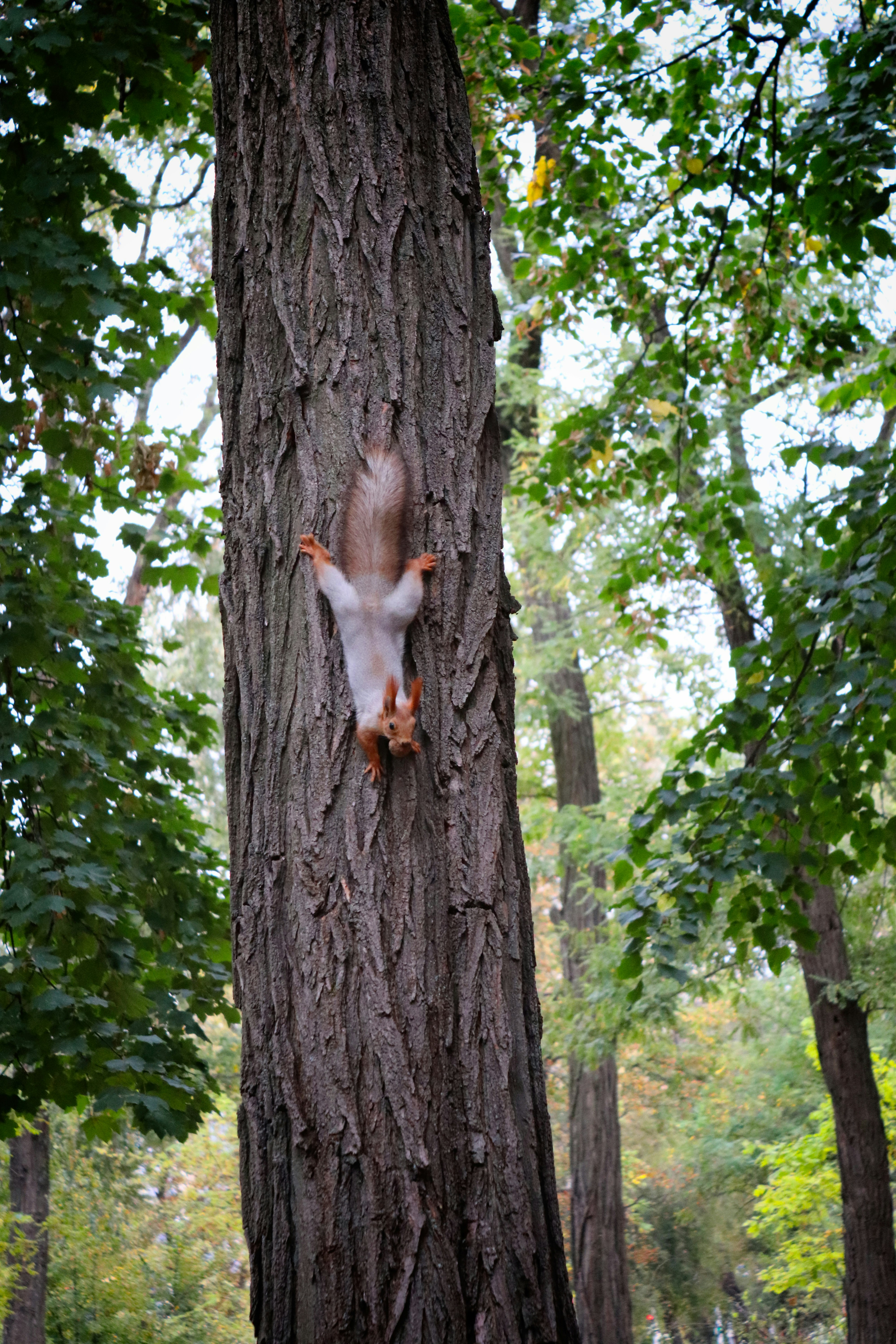 The Upside-Down Acrobat: A Squirrel's Unique Climb