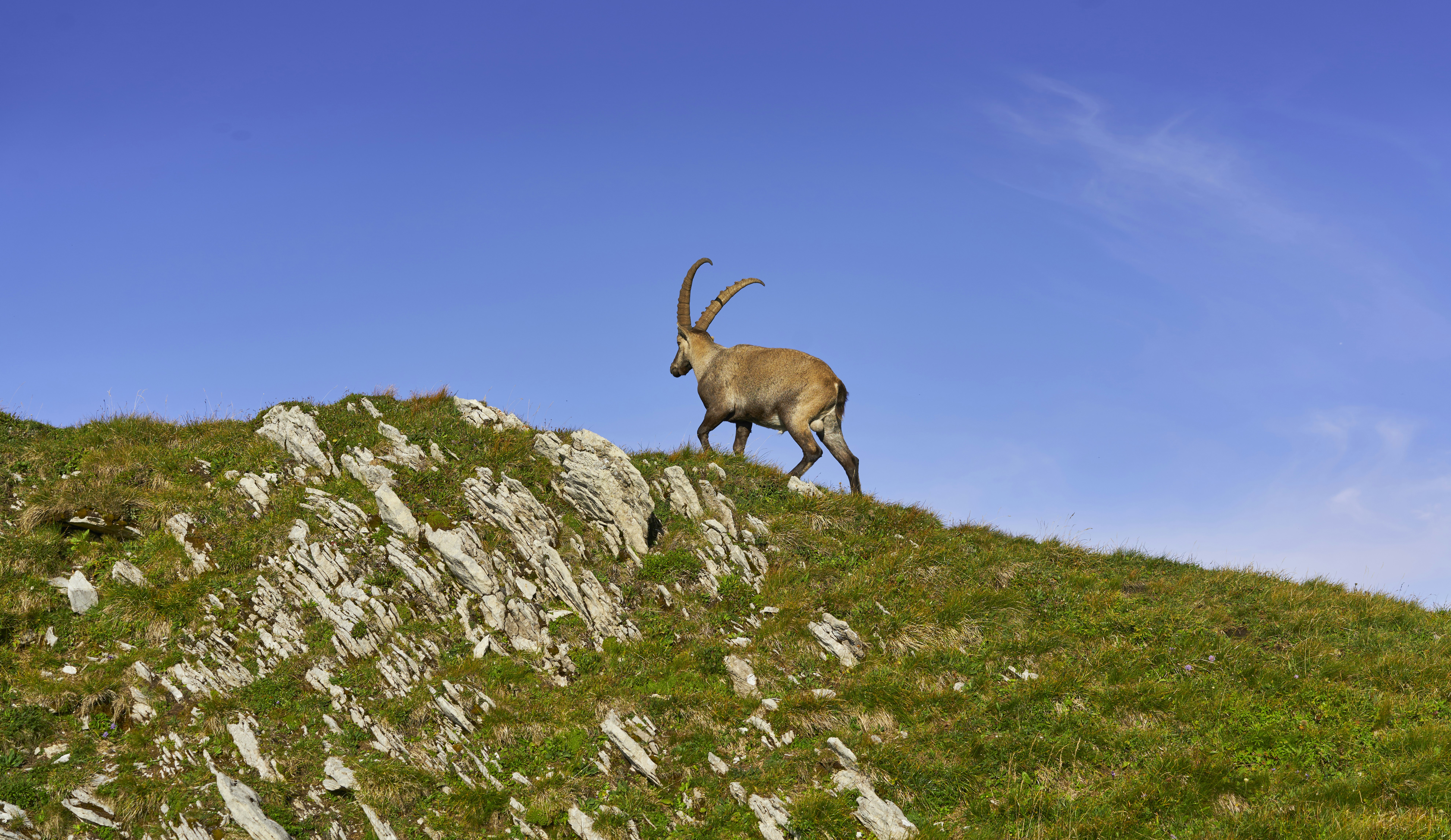 A male Ibex at Vanil Noir, Switzerland. | An ibex walks on a grassy mountain slope.