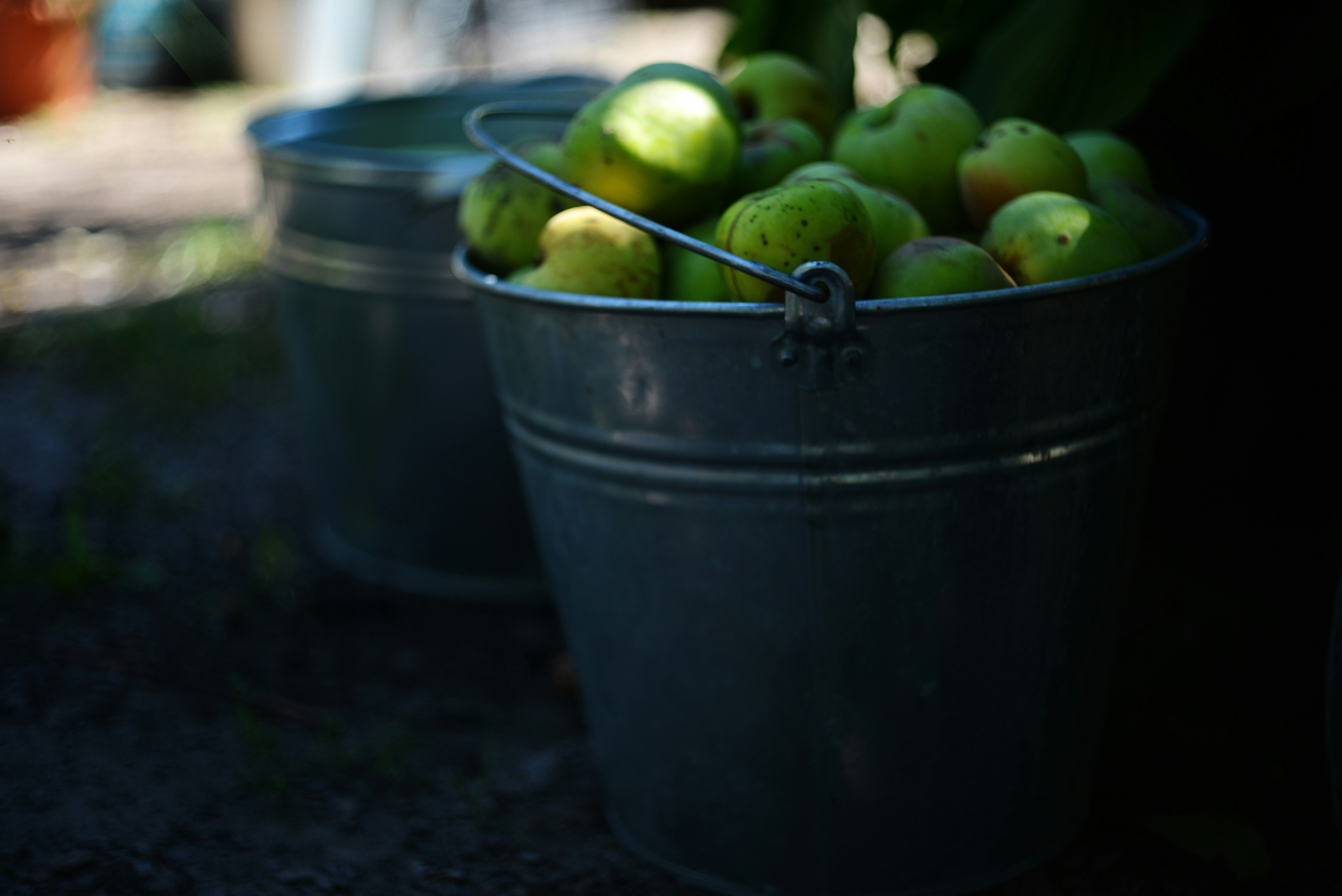 Harvested Abundance: A Glimpse into Nature's Bounty