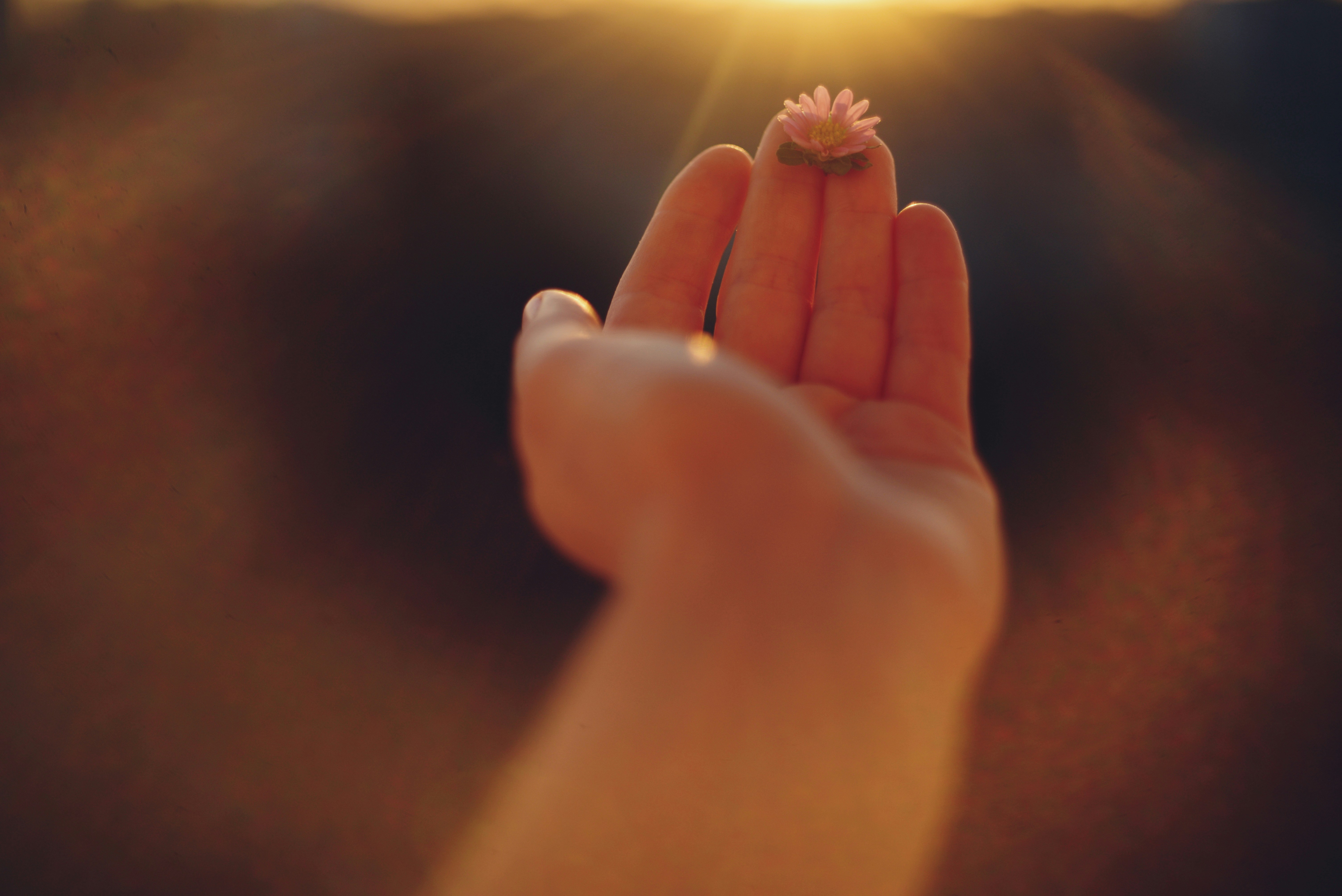 A Delicate Offering at Dusk
