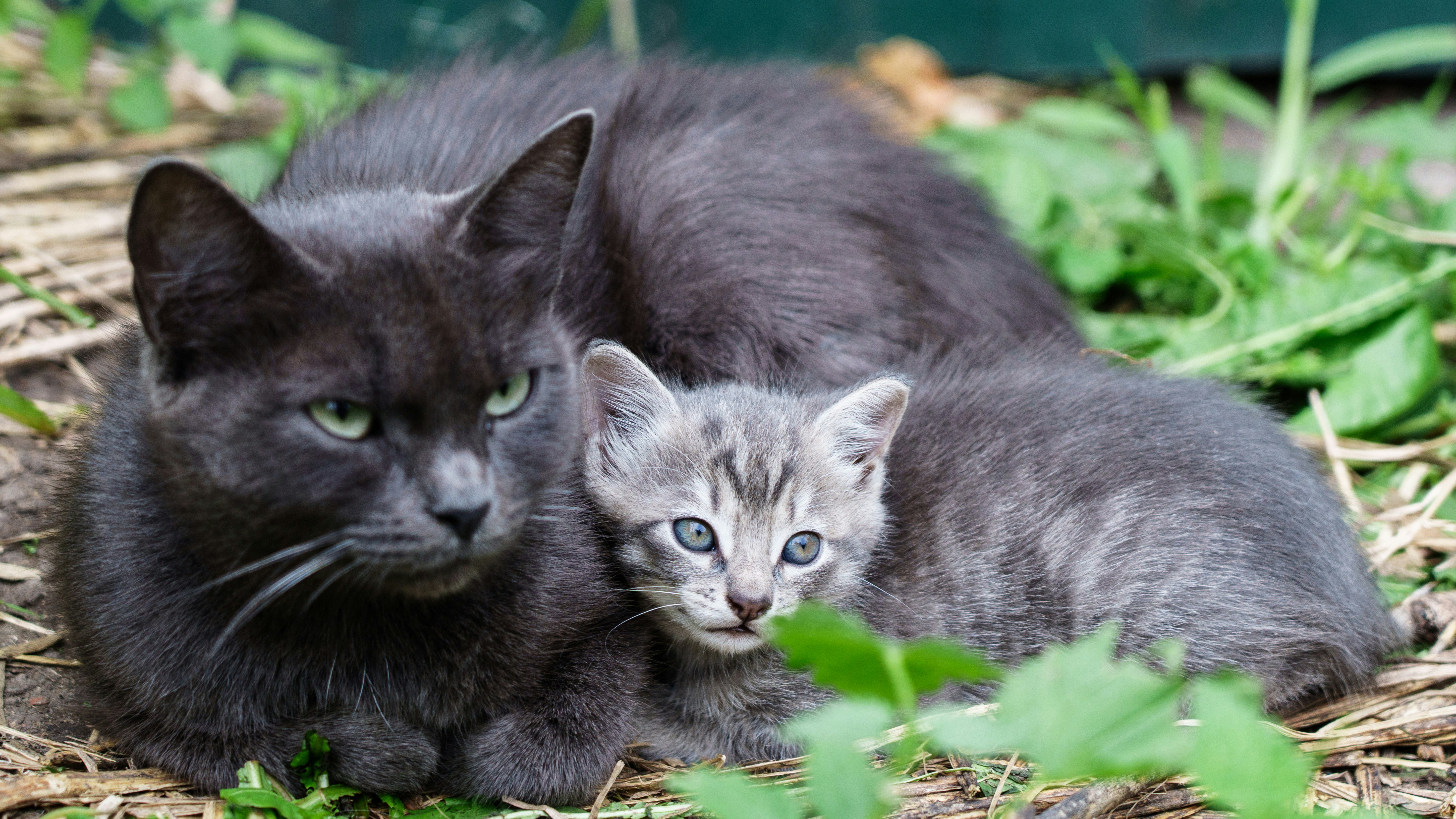 Whiskered Companions: A Moment of Feline Serenity