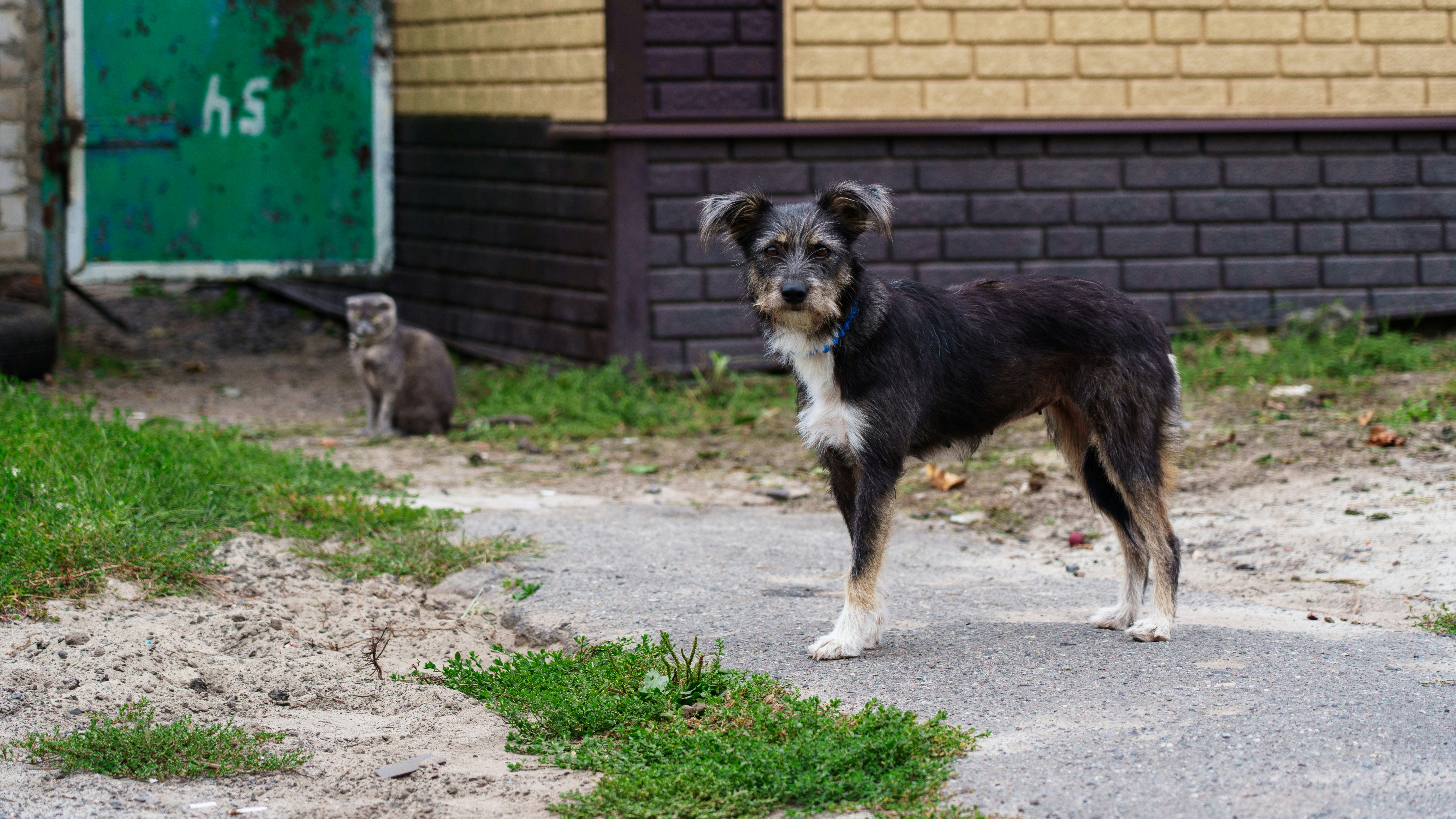 A Moment of Curiosity in the Neighborhood