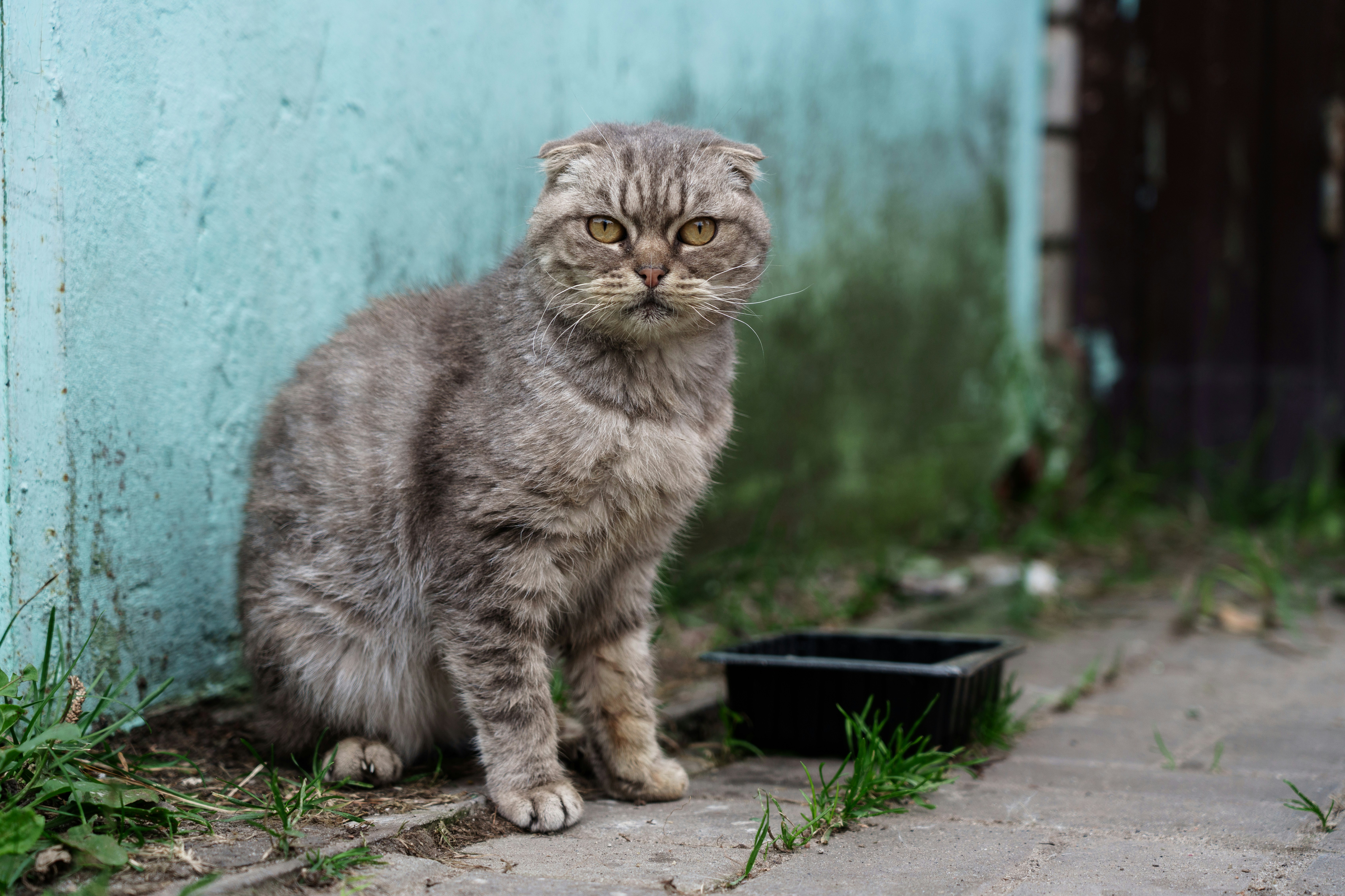 Fluffy gray cat with striking yellow eyes sits beside a black bowl against a teal wall, exuding a watchful demeanor.