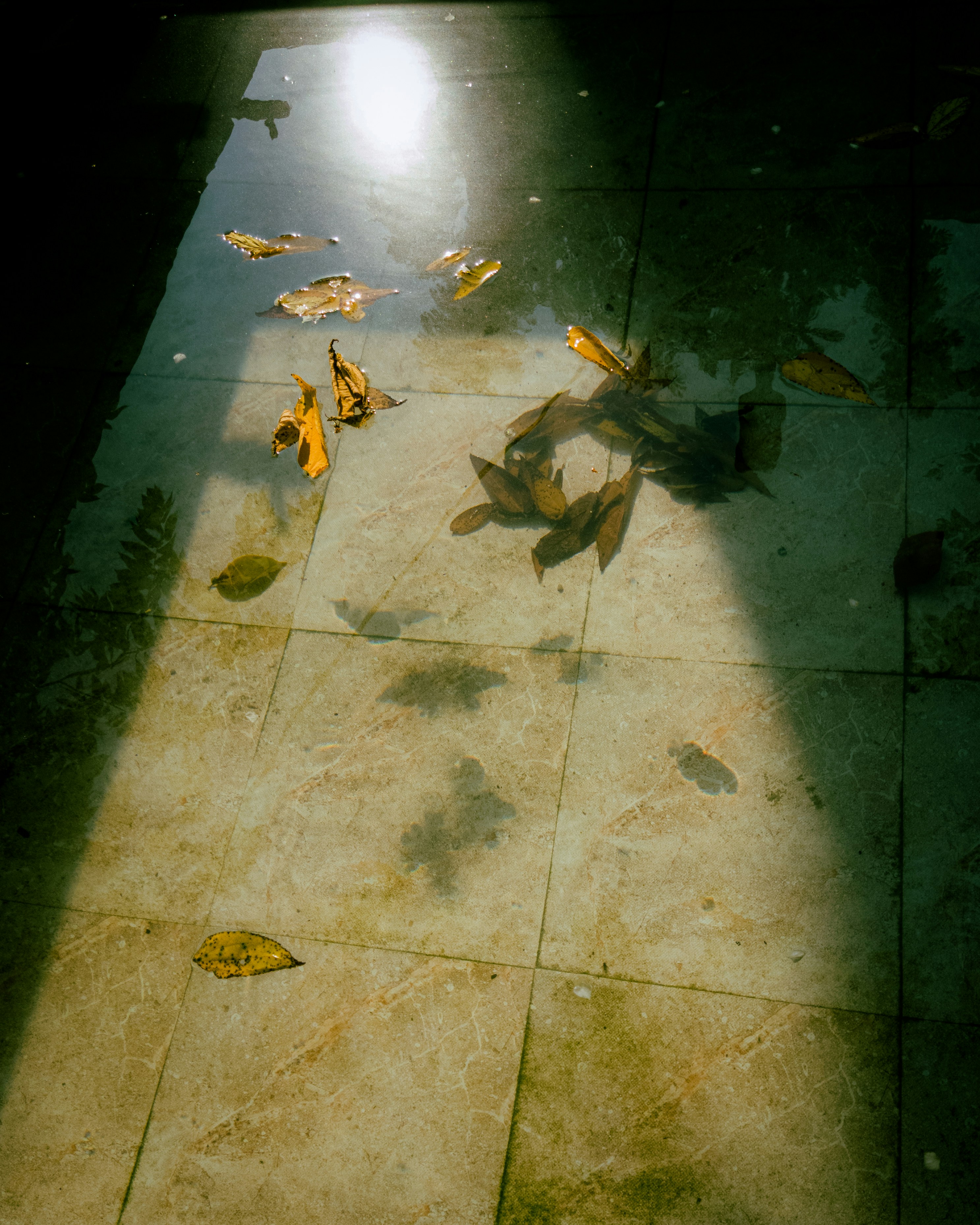 Leaves floating on the surface of a sunlit puddle, reflecting the surrounding environment. The interplay of light and shadow creates a serene atmosphere.