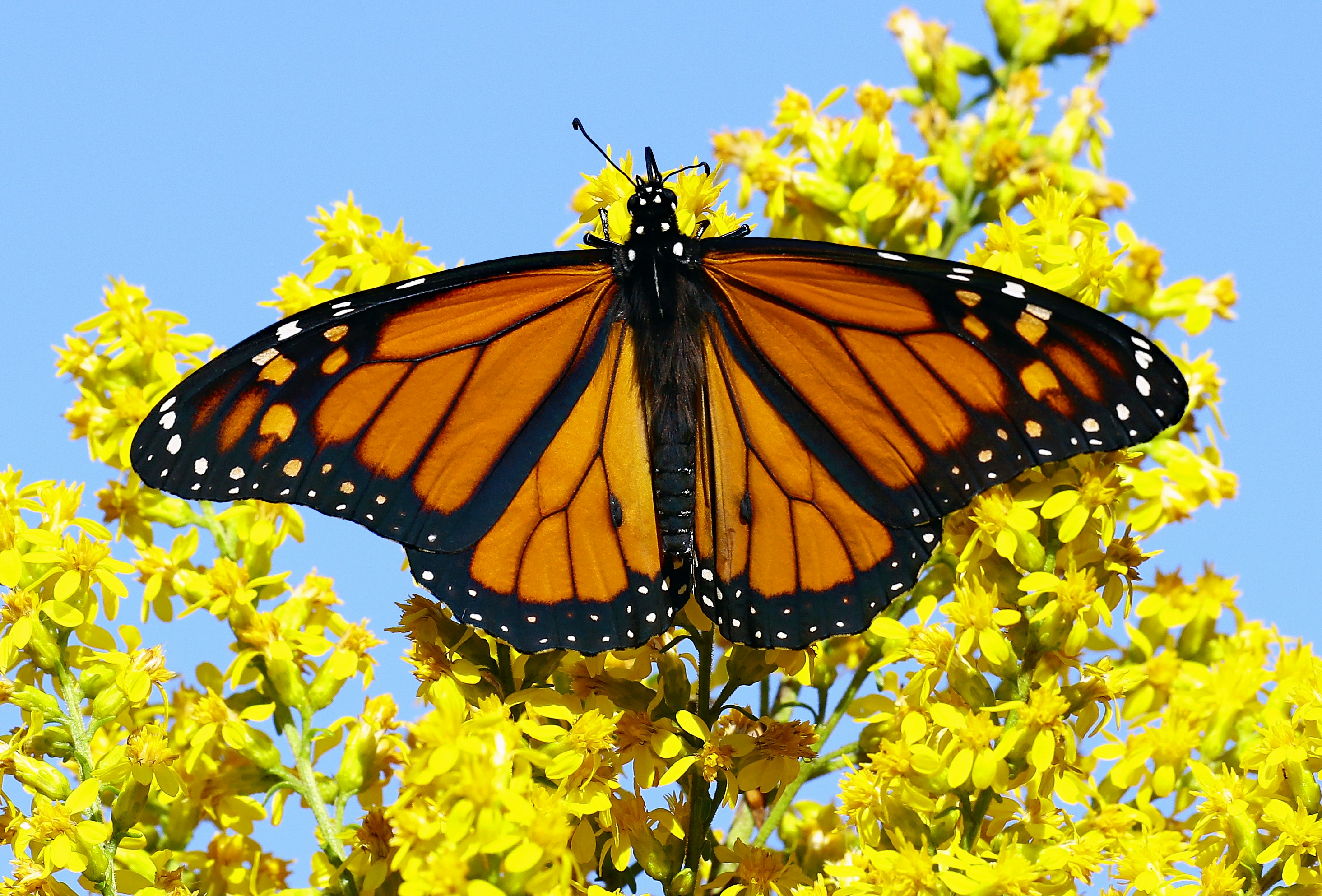 Harmony in Nature: Monarch's Embrace