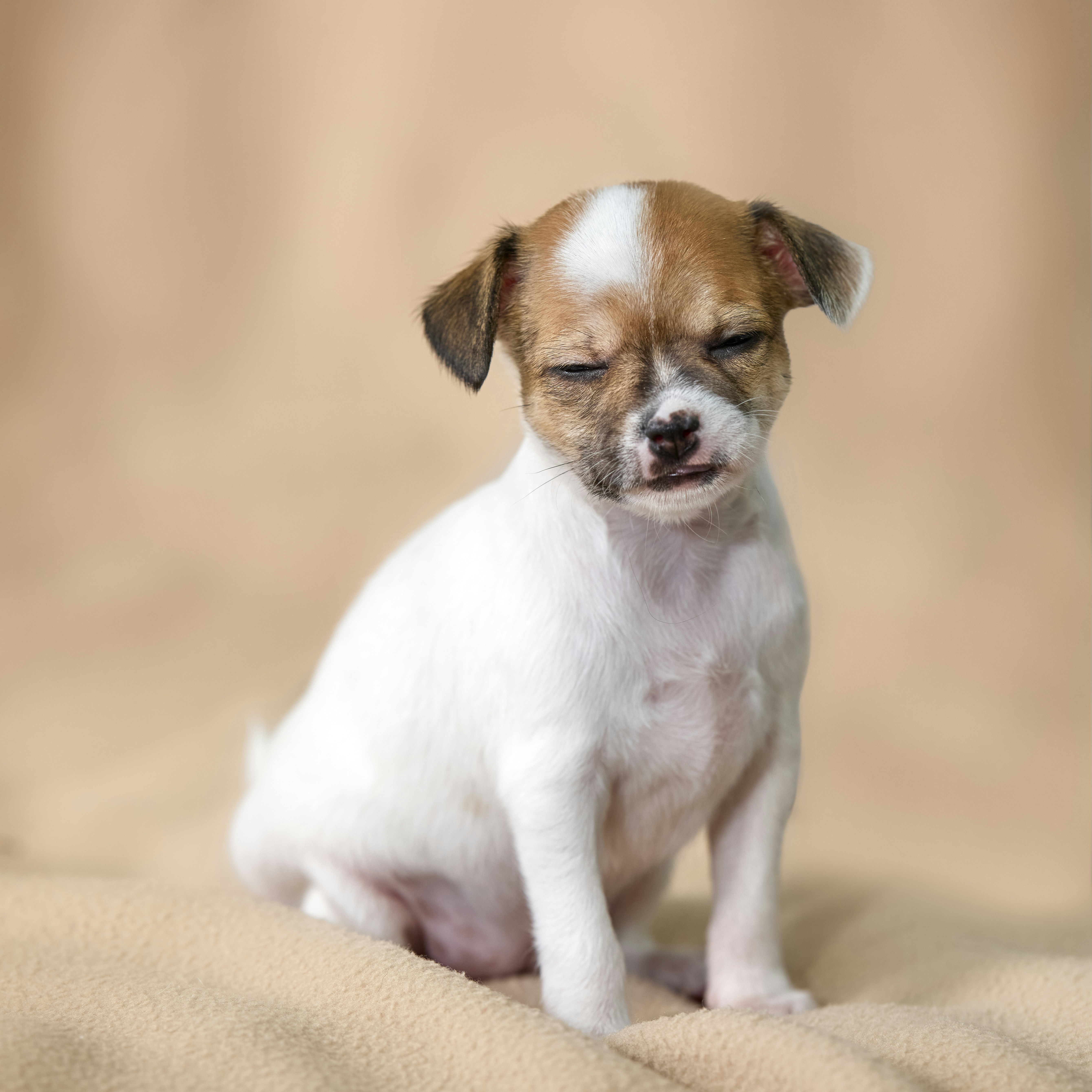 Whimsical Whiskers: A Pup's Playful Ponder