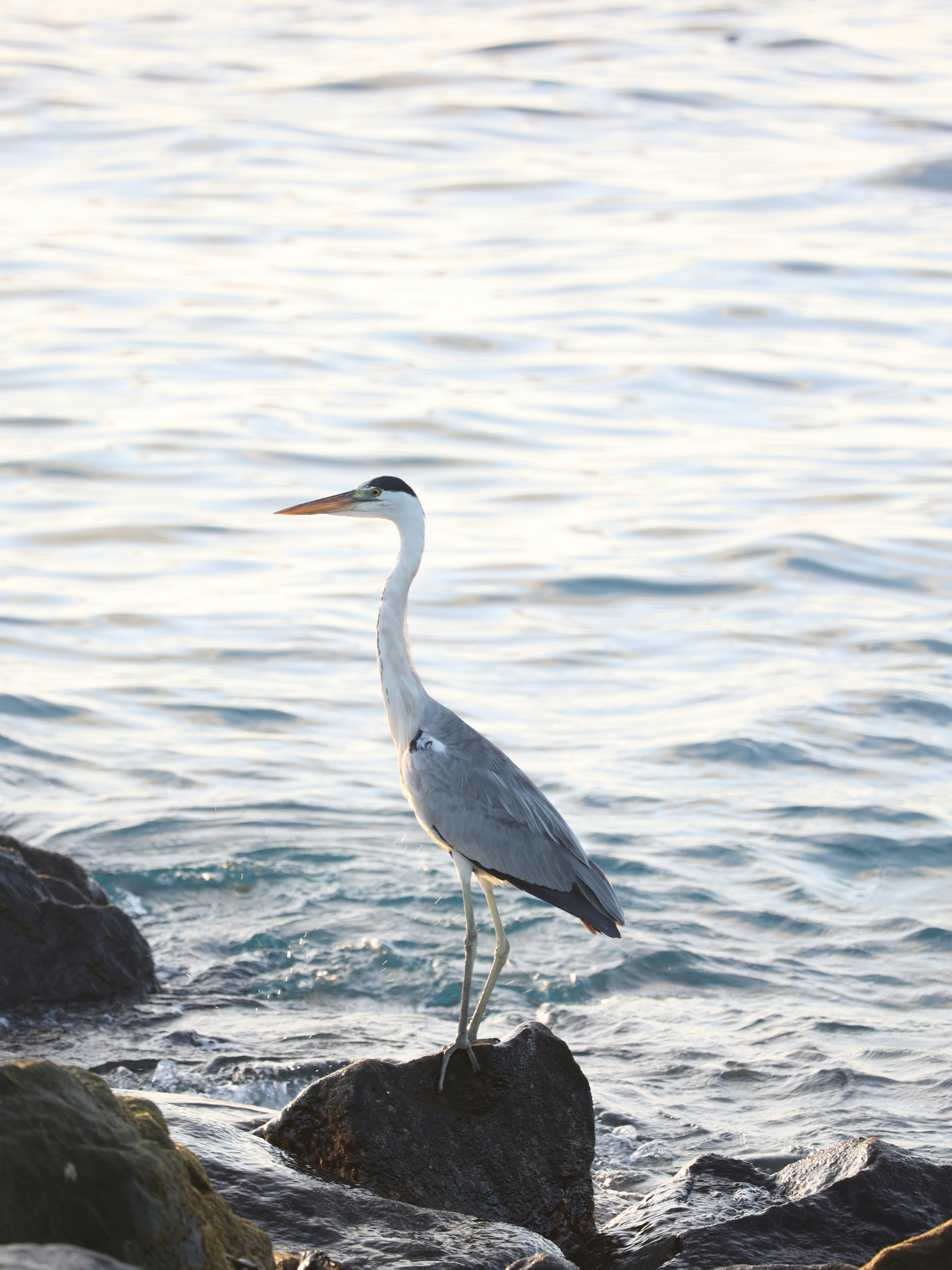 Heron standing on rocks by the ocean