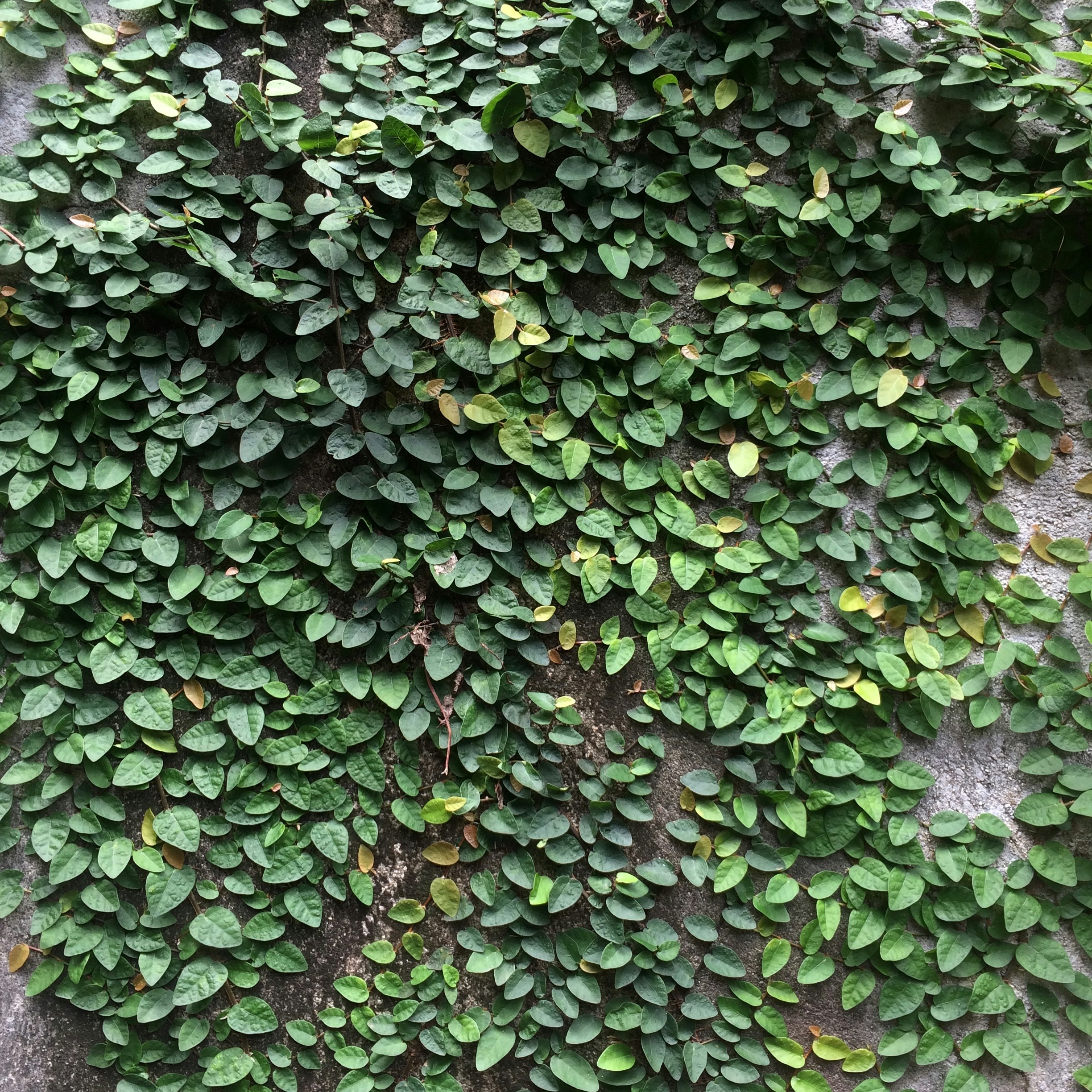 Green ivy covering a textured wall