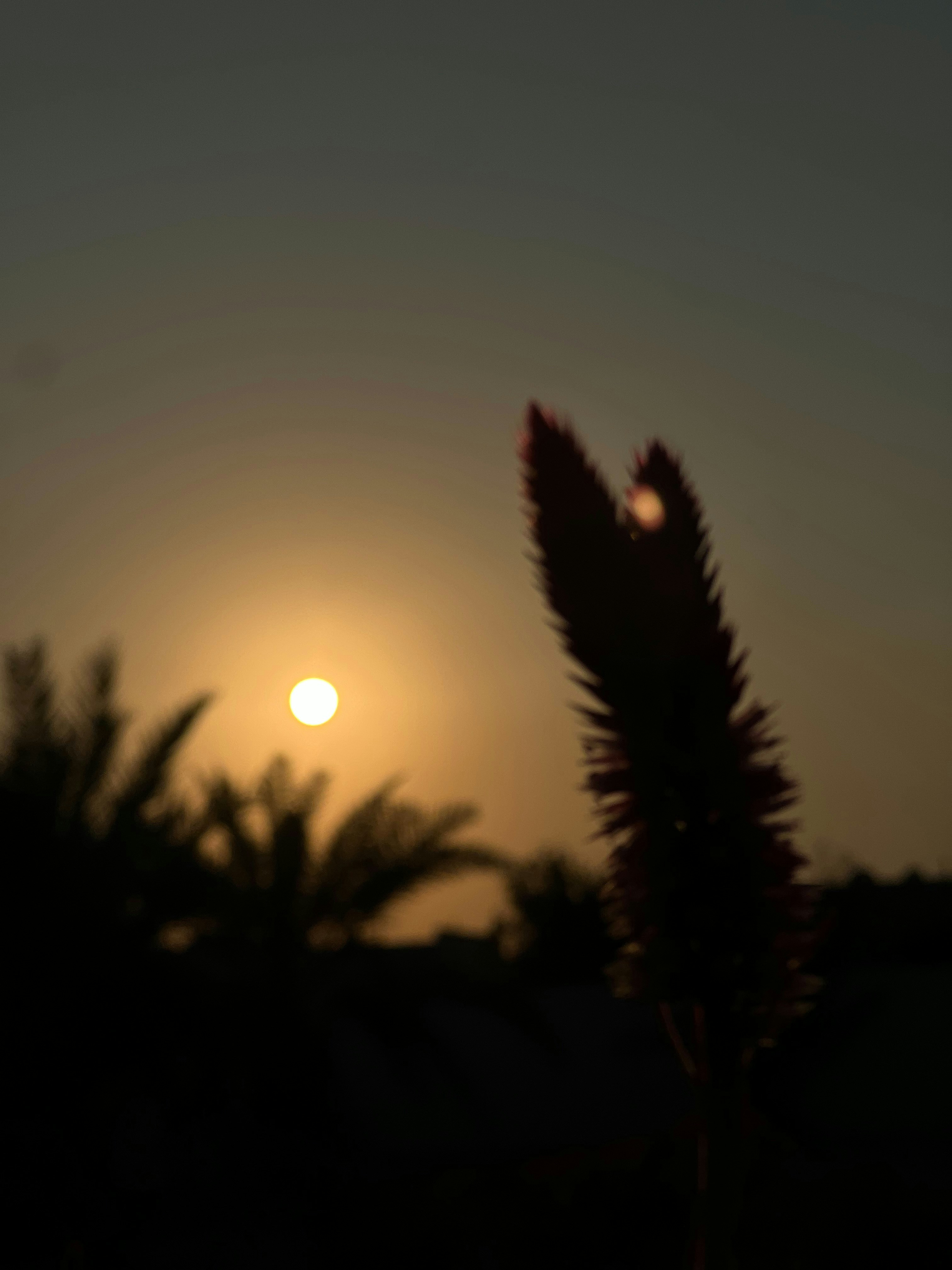 Silhouette of Serenity at Dusk