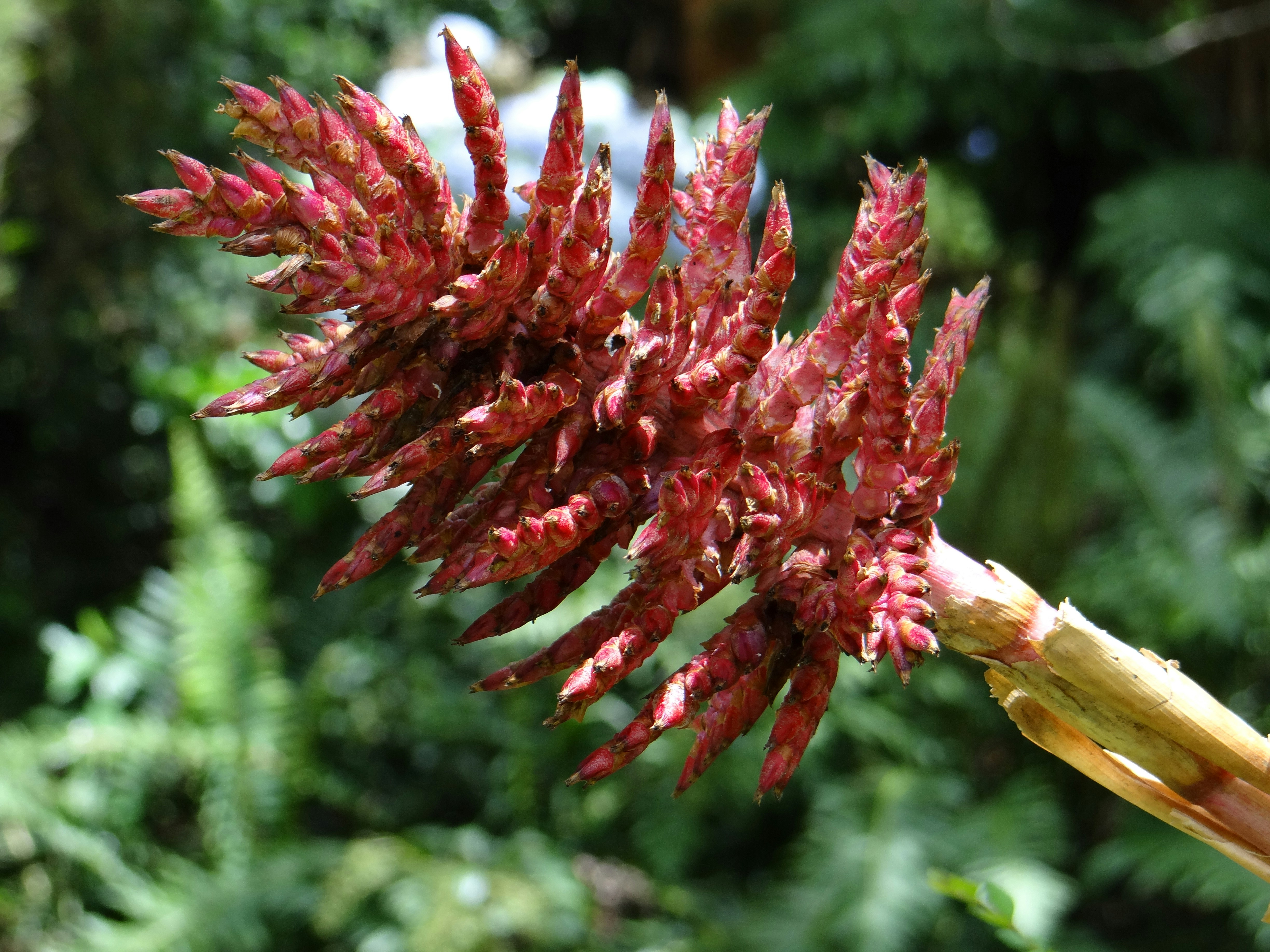 A close-up of a red flower bud with green foliage.