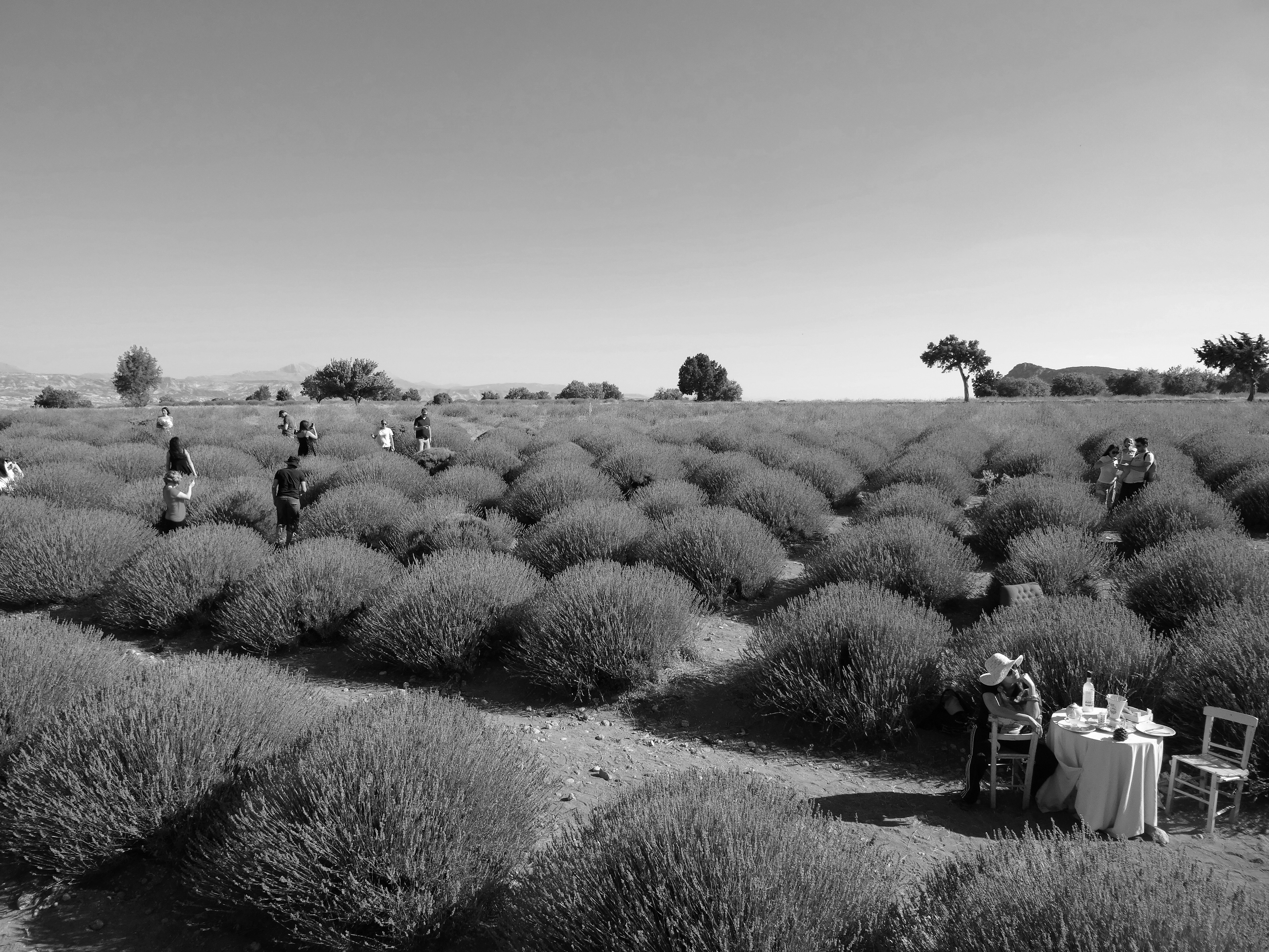 A serene scene featuring people exploring a vast lavender field, with a dining setup in the foreground. The monochrome palette enhances the tranquility of the landscape.