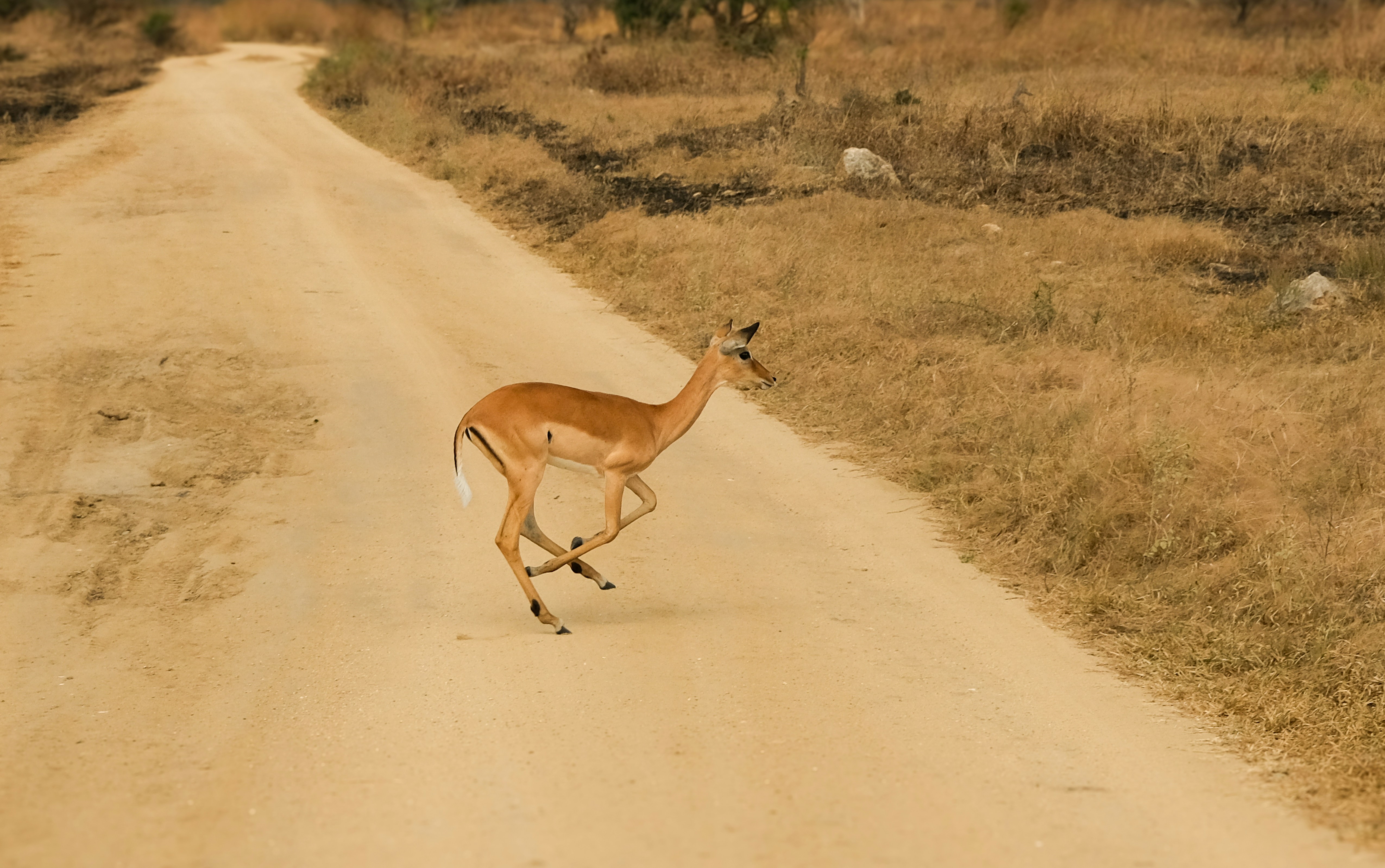 Graceful Dash Across the Dusty Trail