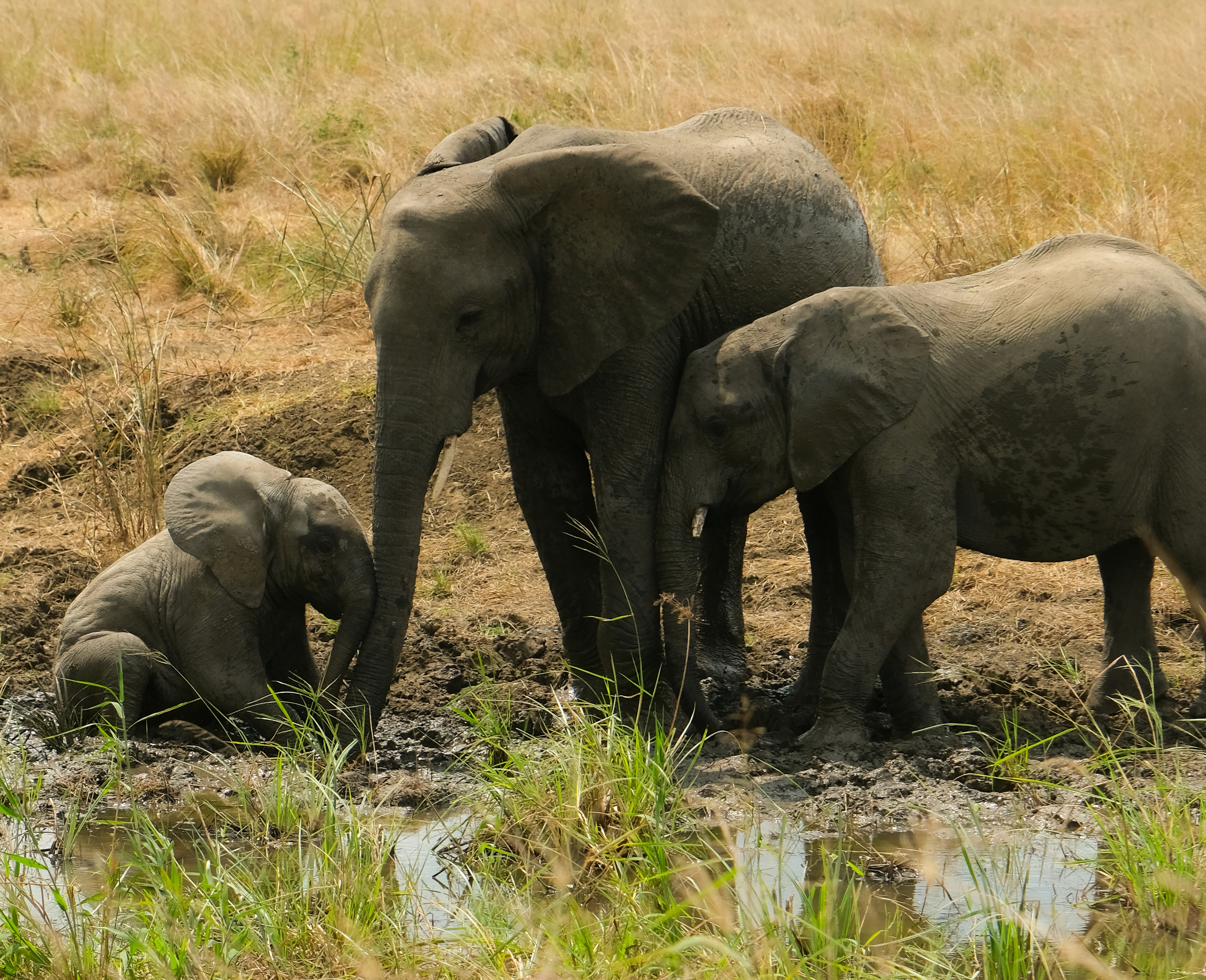 Three elephants interacting at a muddy waterhole, showcasing their playful nature in a natural habitat.