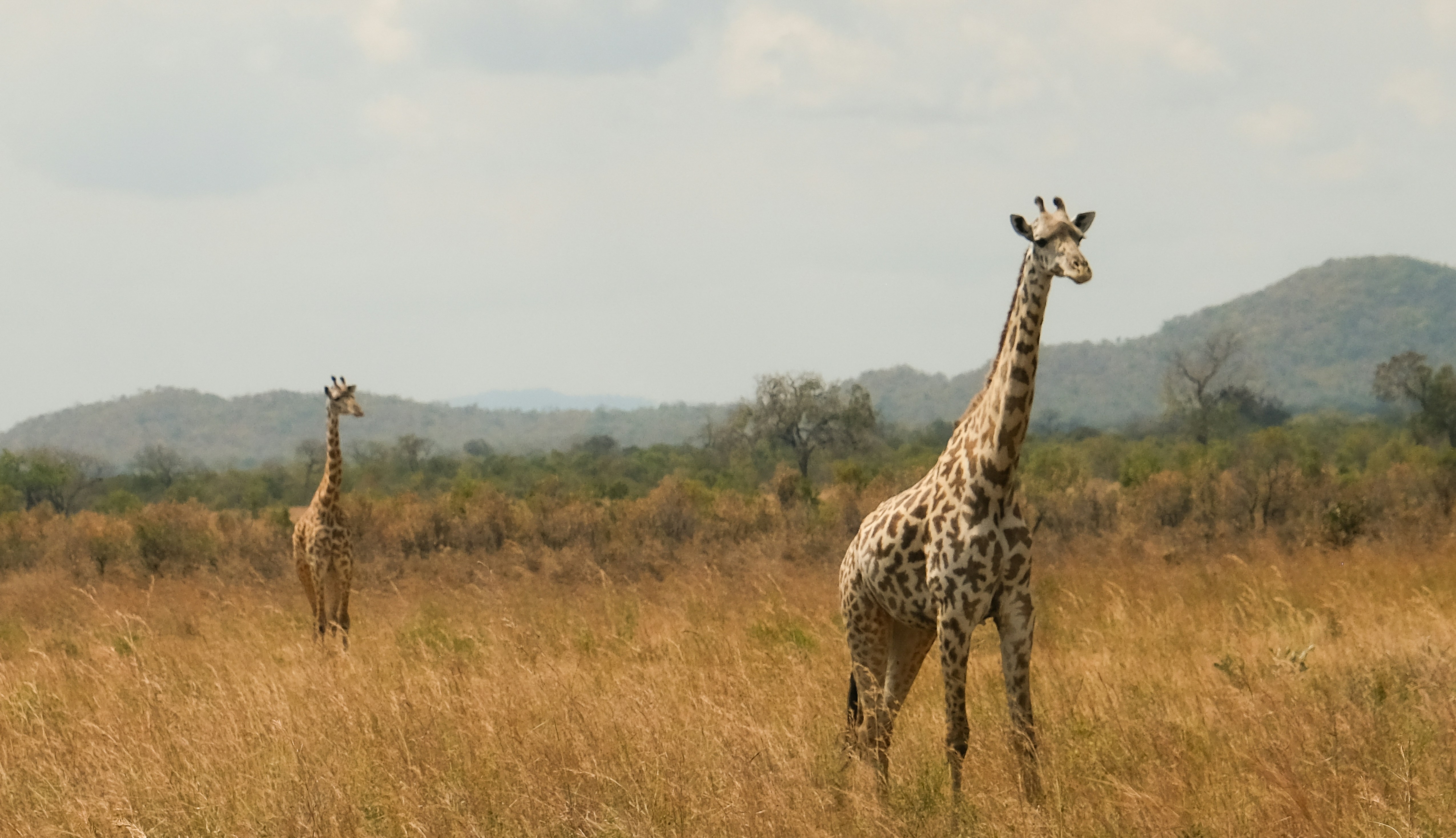 Two giraffes stand in a dry grassy field.