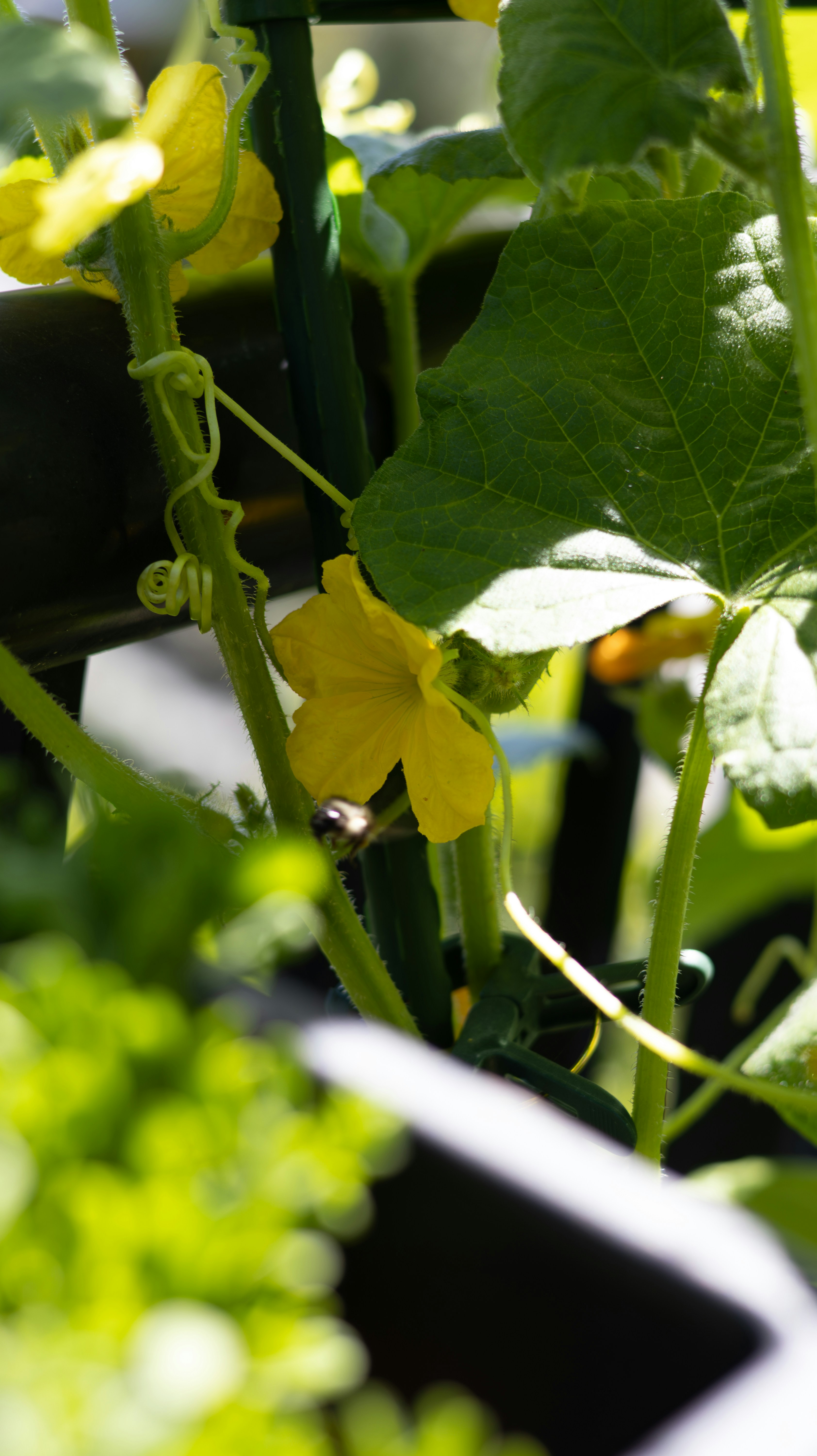 Yellow cucumber flower. | Yellow cucumber flower blooming on a vine