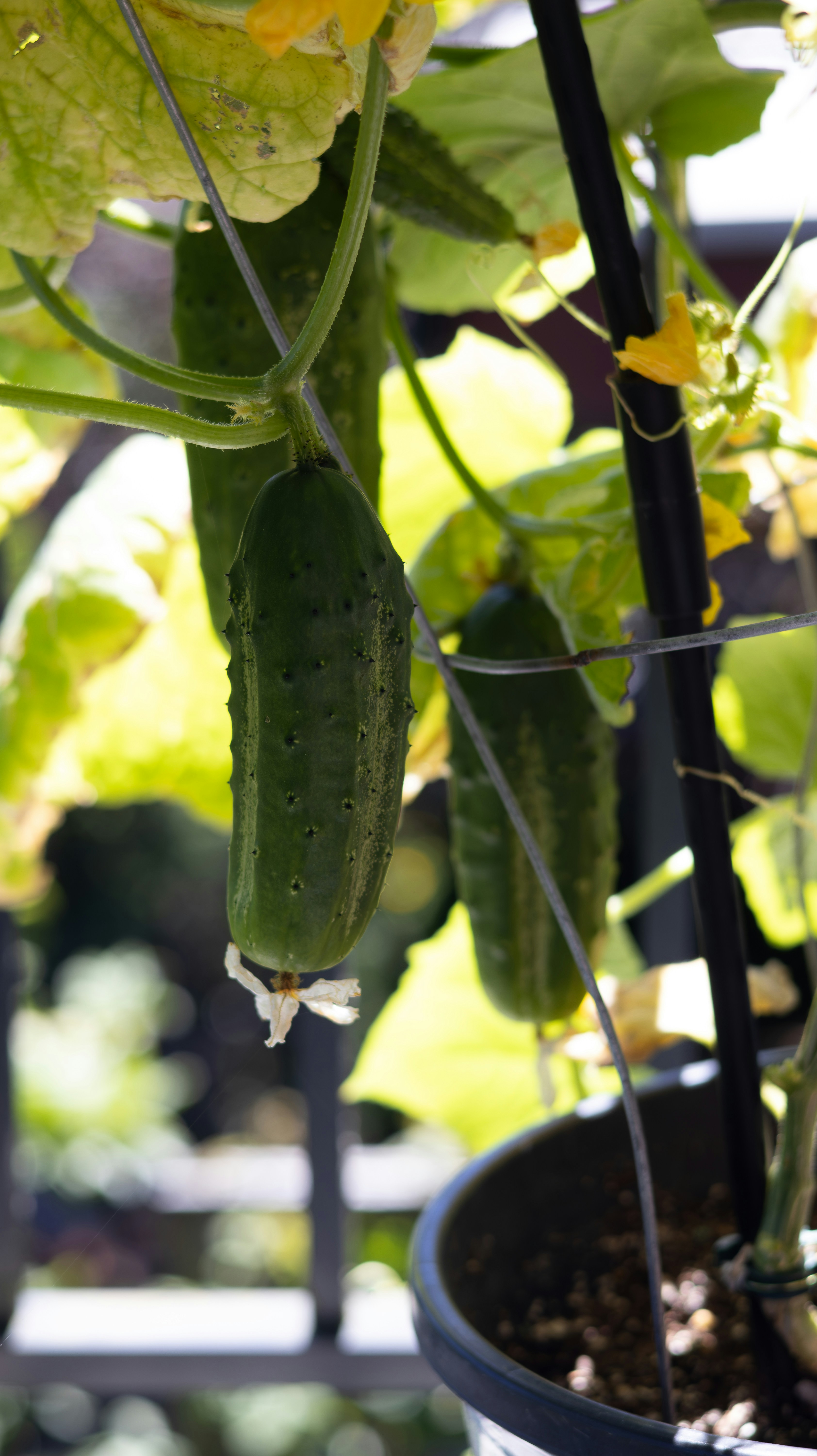 Homegrown, fresh, sun-ripened cucumbers from a home garden on a balcony. | Green cucumbers growing on a vine in a pot.