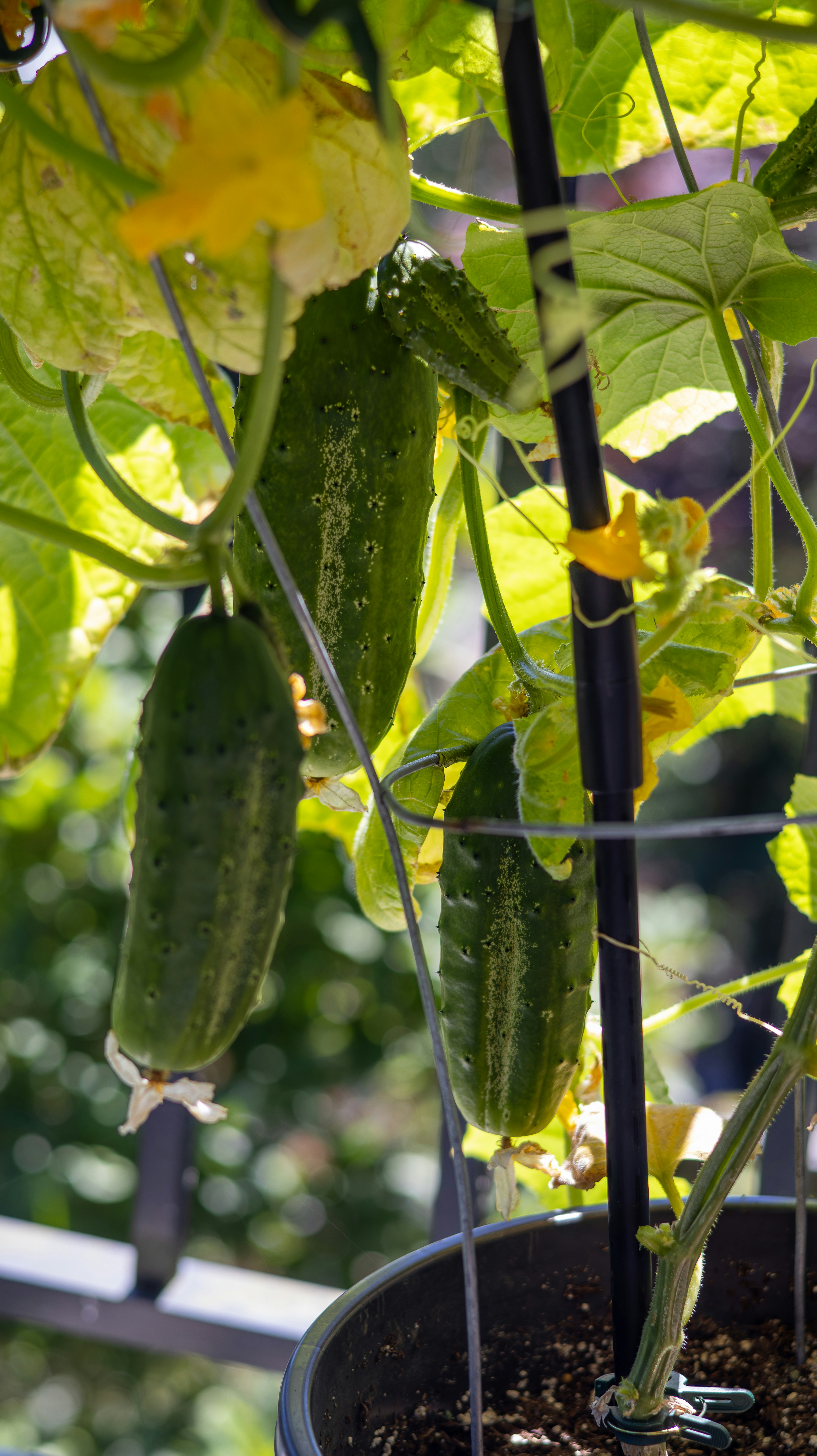 Verdant Cucumbers Cling to a Sunlit Garden Trellis