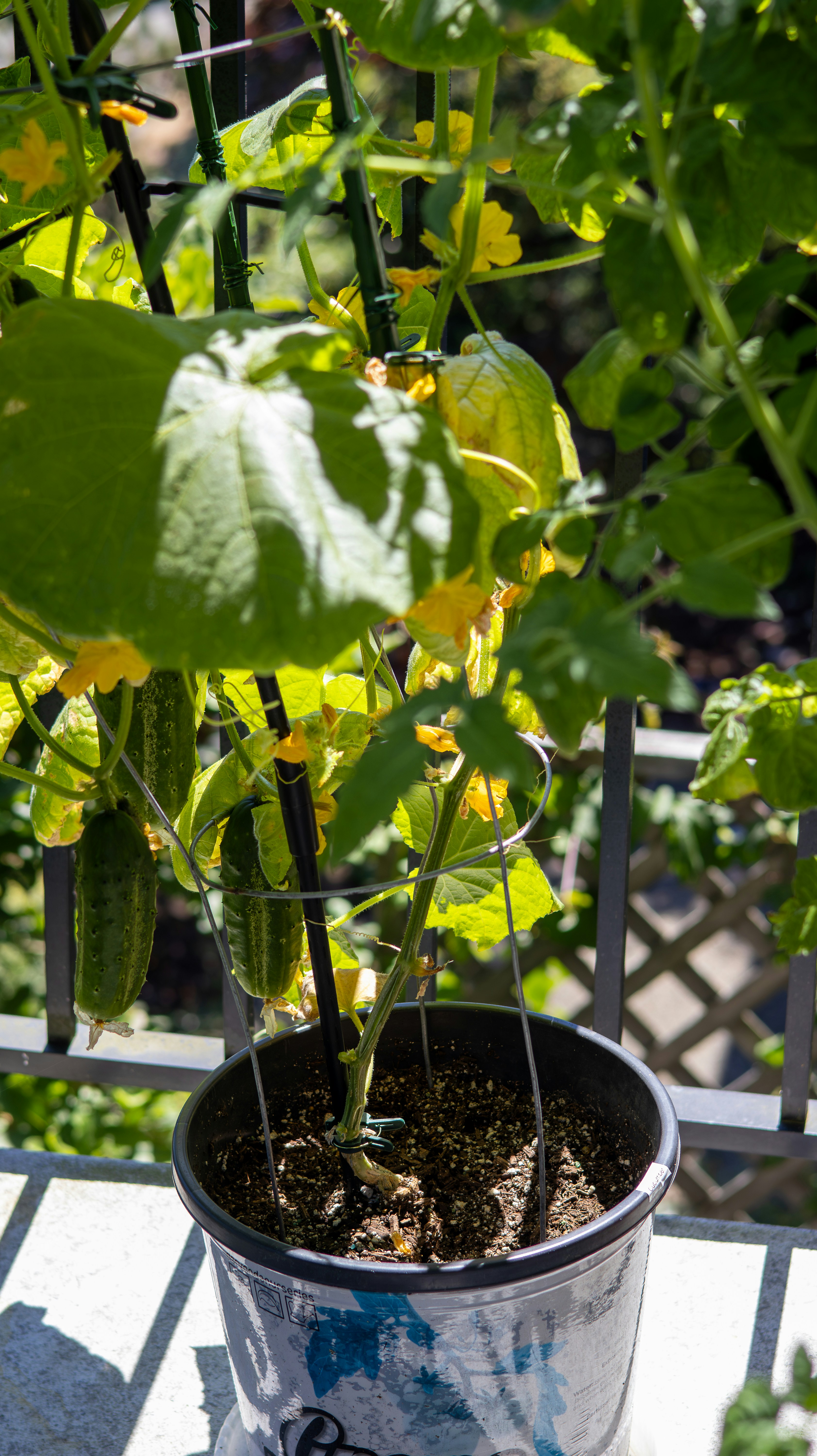 Urban Greenery: The Vertical Harvest