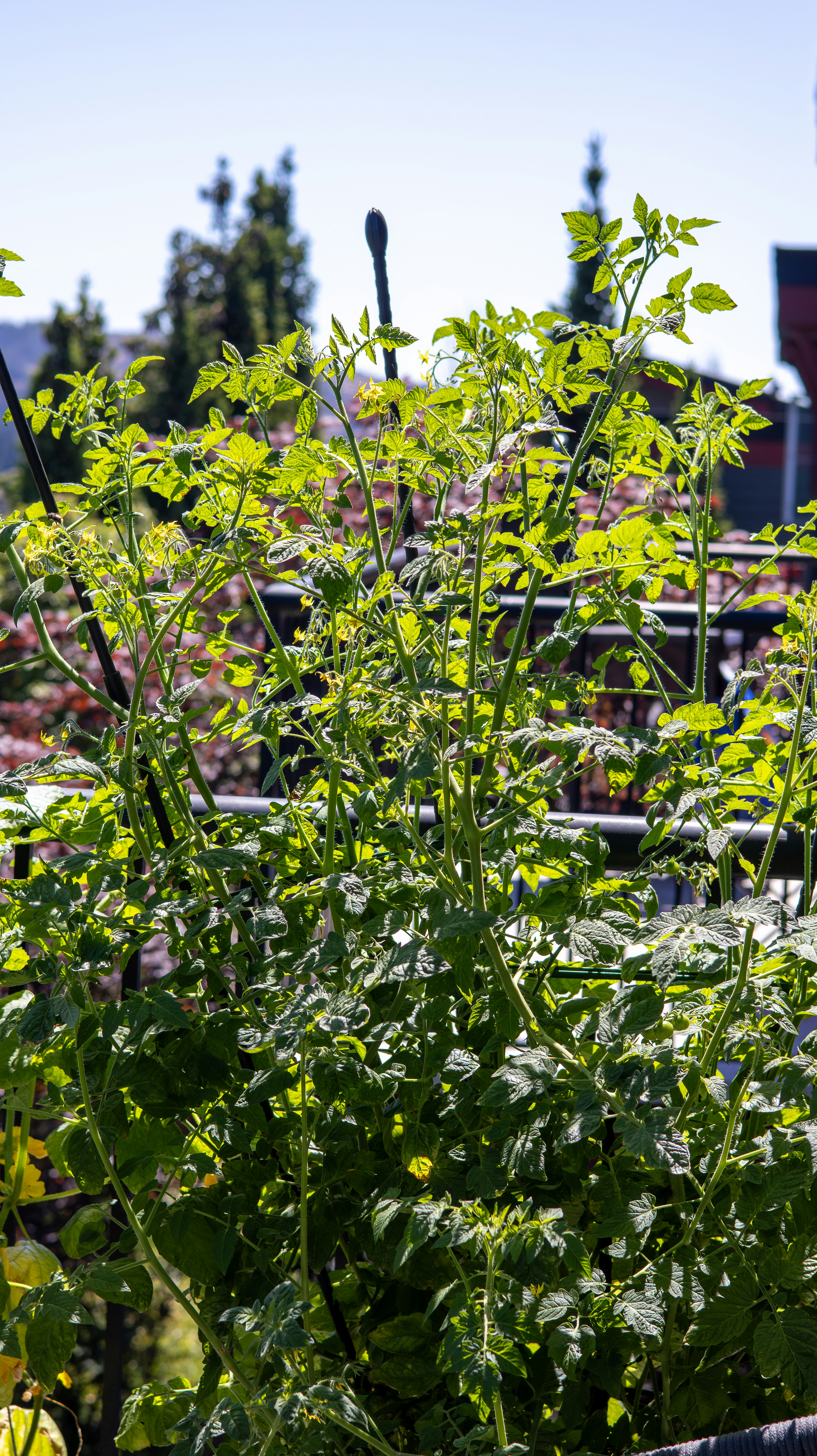Tall, green cherry tomato plant with flowers.