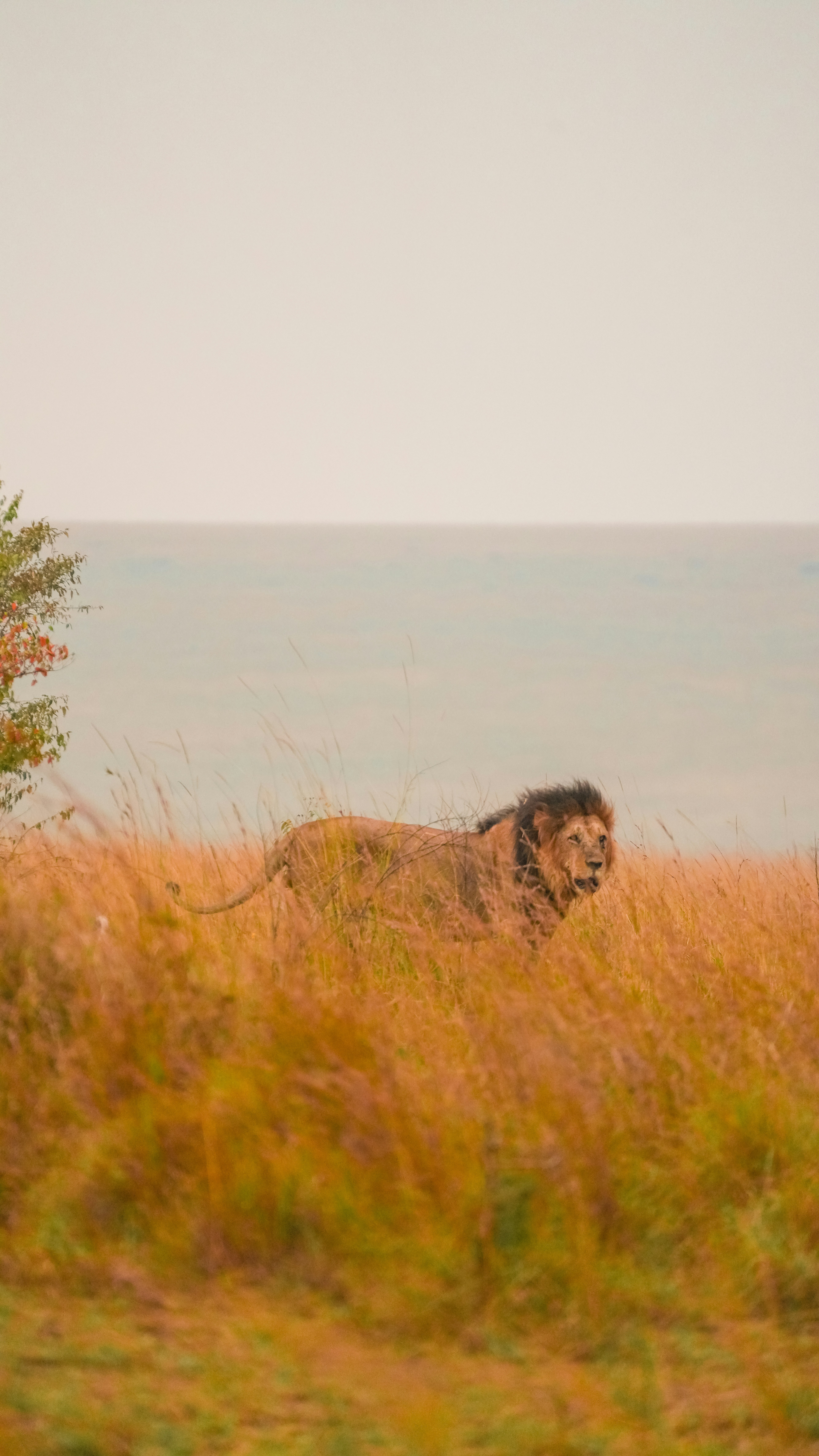 A lion strides through golden grasslands under a hazy sky, embodying the spirit of the wild. The scene captures the essence of nature's untamed beauty.