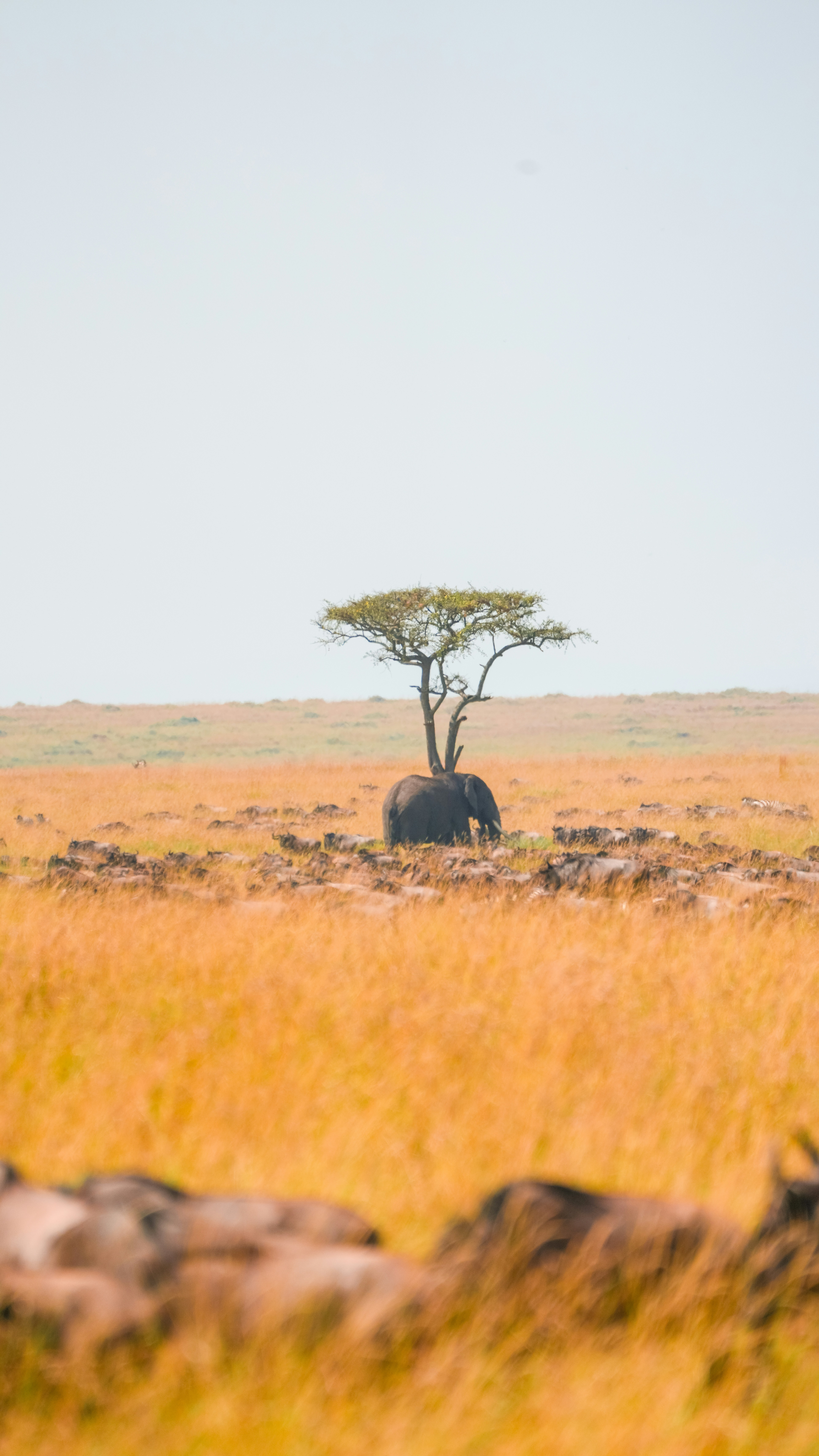 An elephant stands under a lone acacia tree.