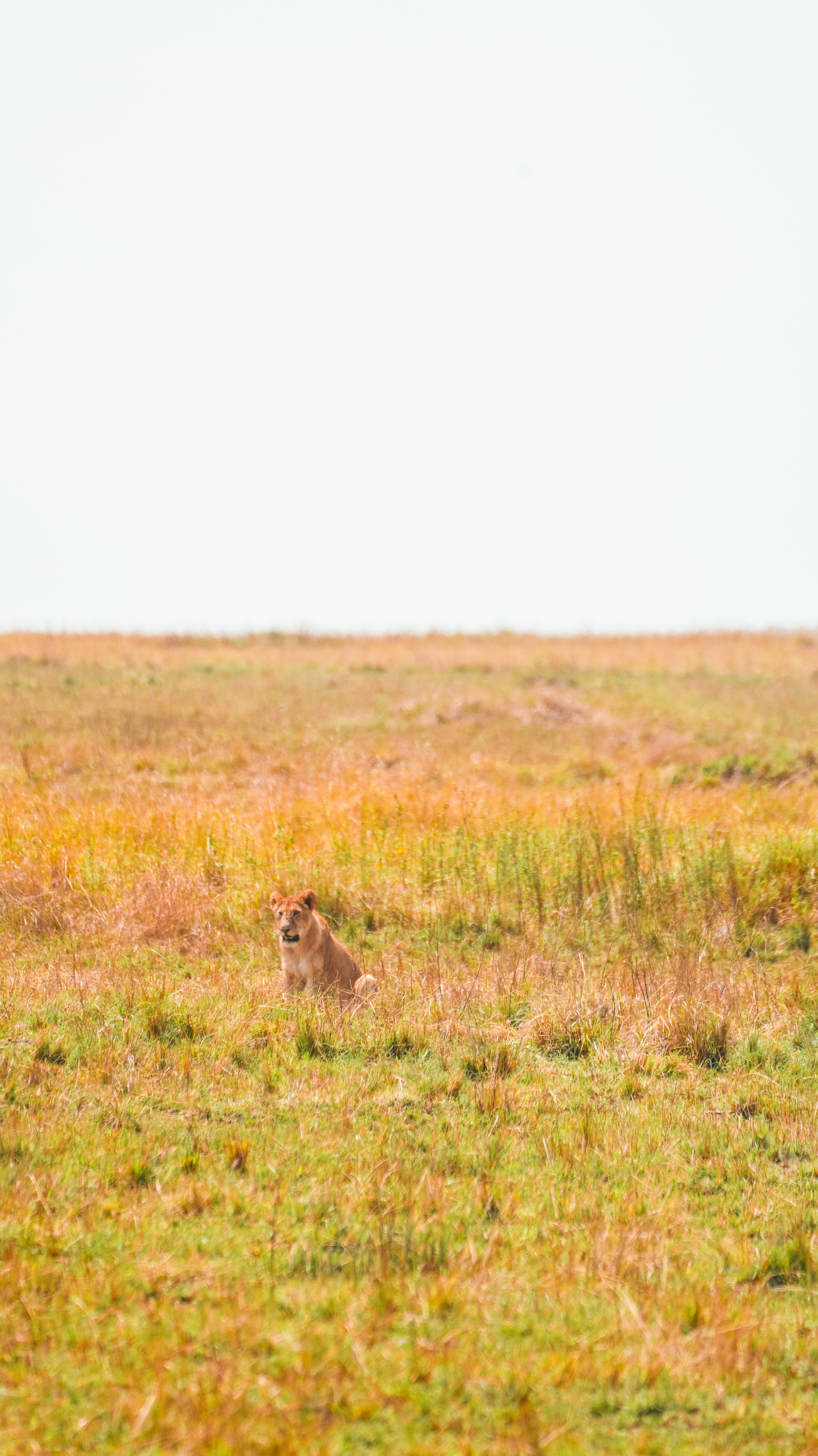 The Silent Watcher of the Savannah