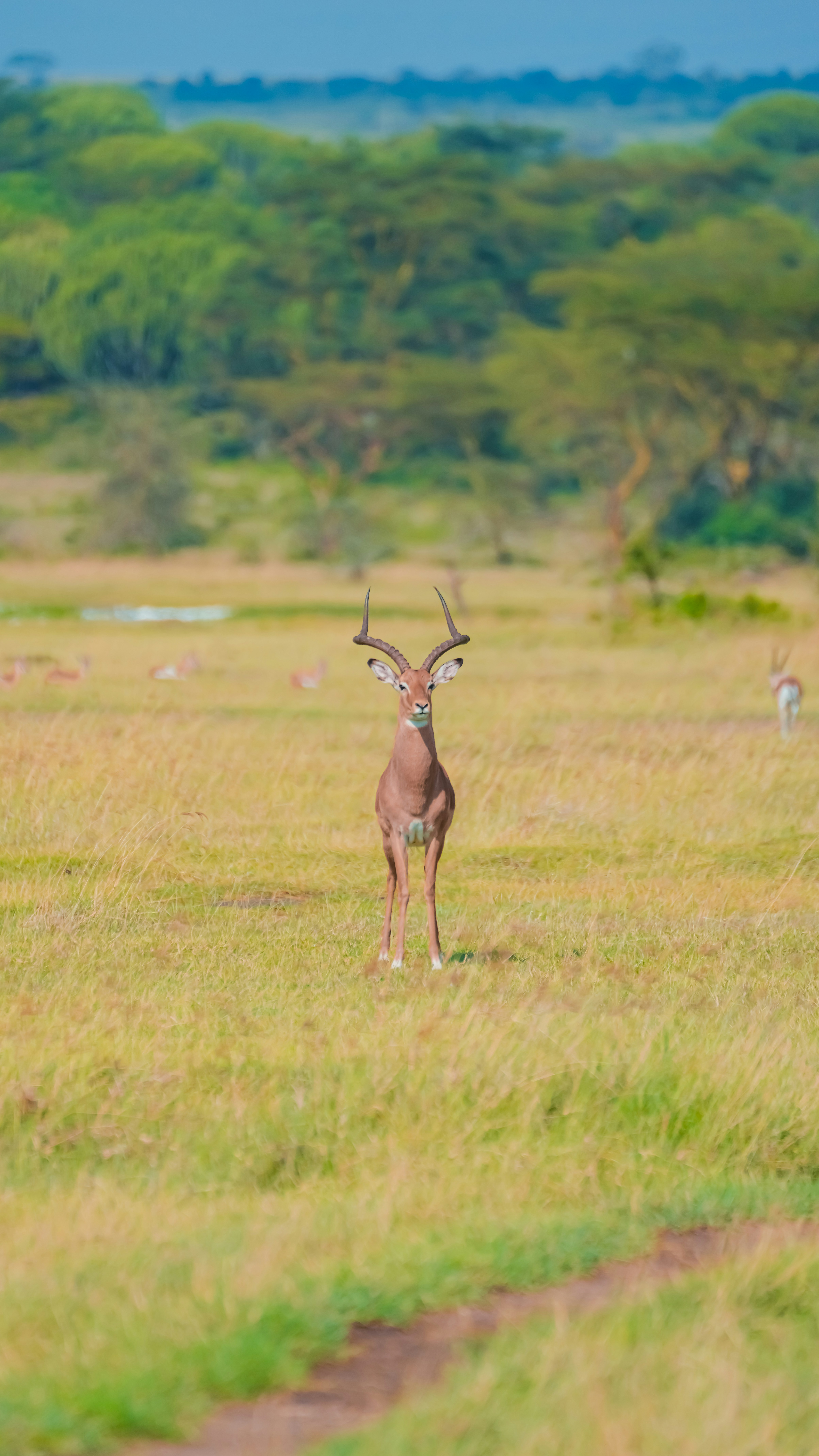 An antelope stands in a grassy field with trees.