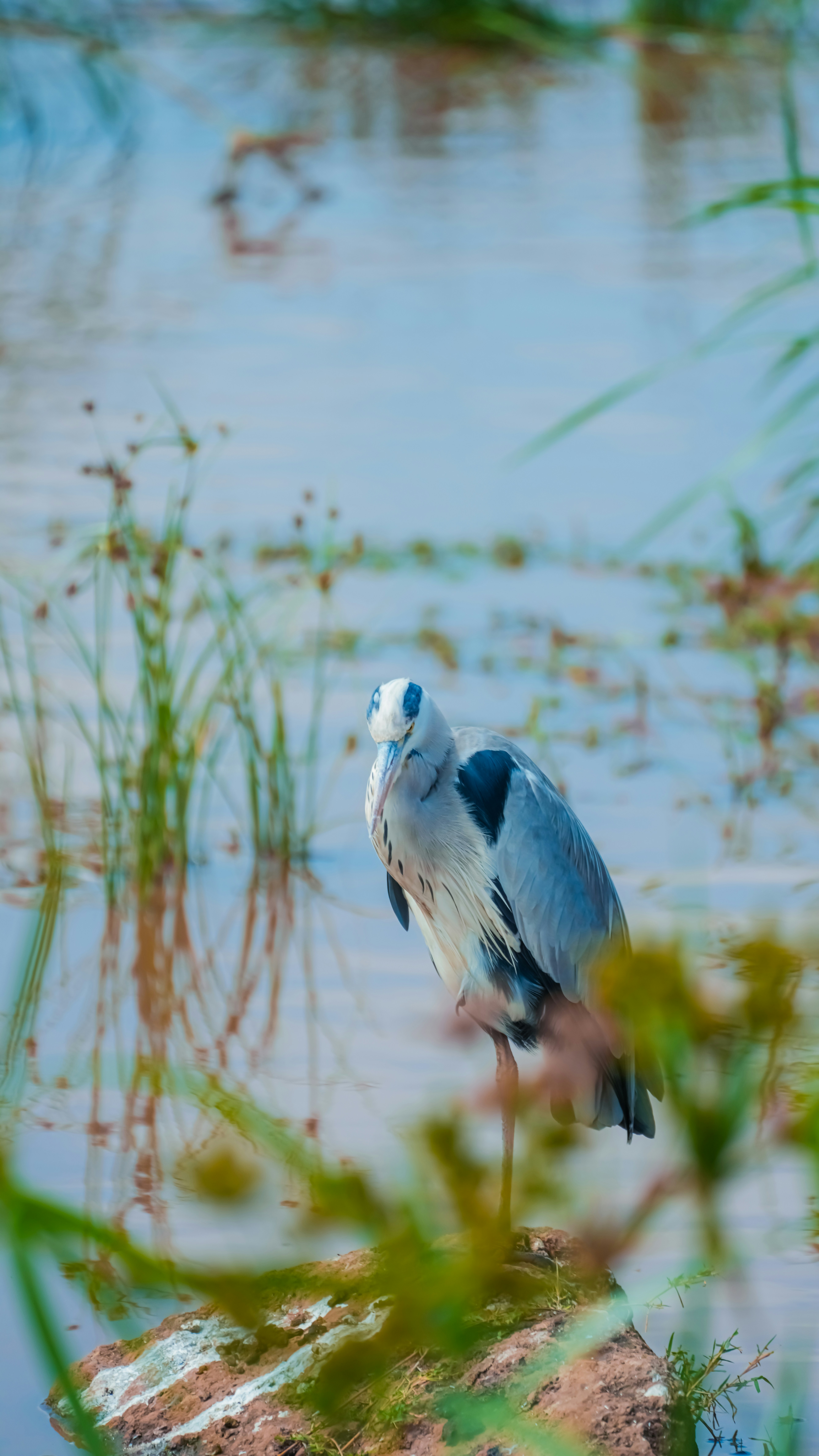 Serenity Amongst the Reeds