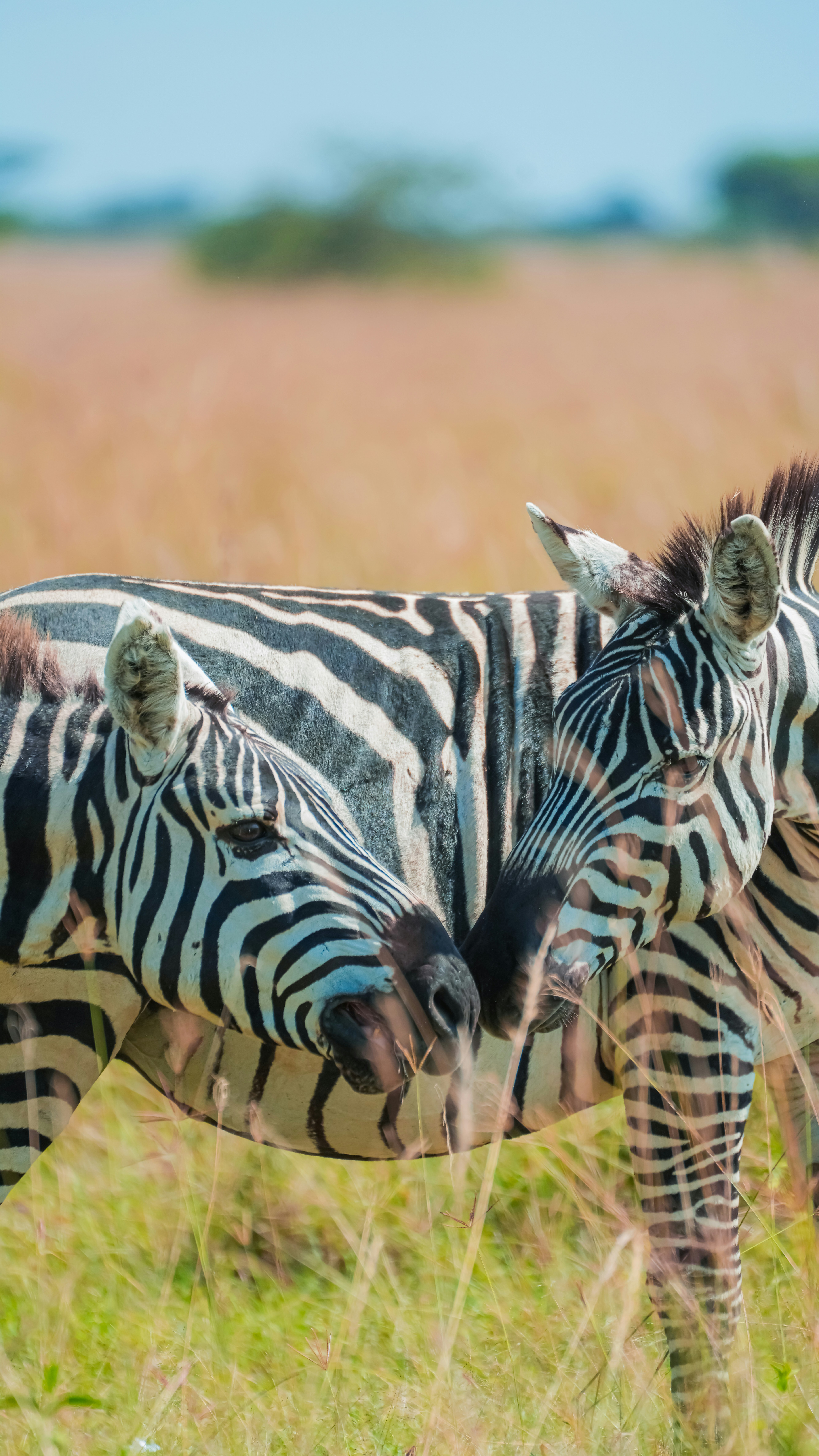 Harmony in Stripes: A Zebra Encounter