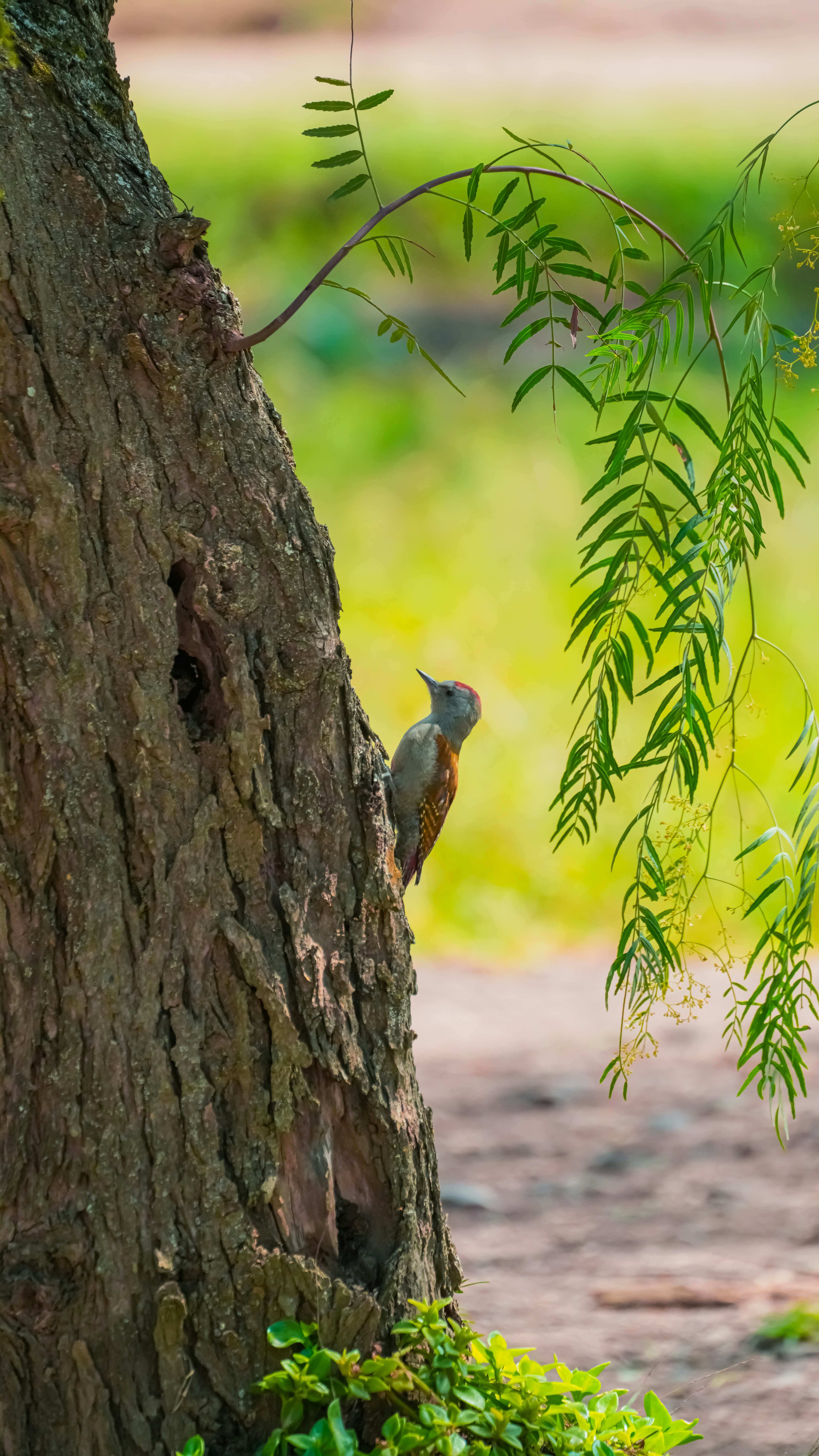 Woodpecker perches on the textured bark of a tree, surrounded by lush greenery and delicate leaves. A moment of nature's artistry captured in time.