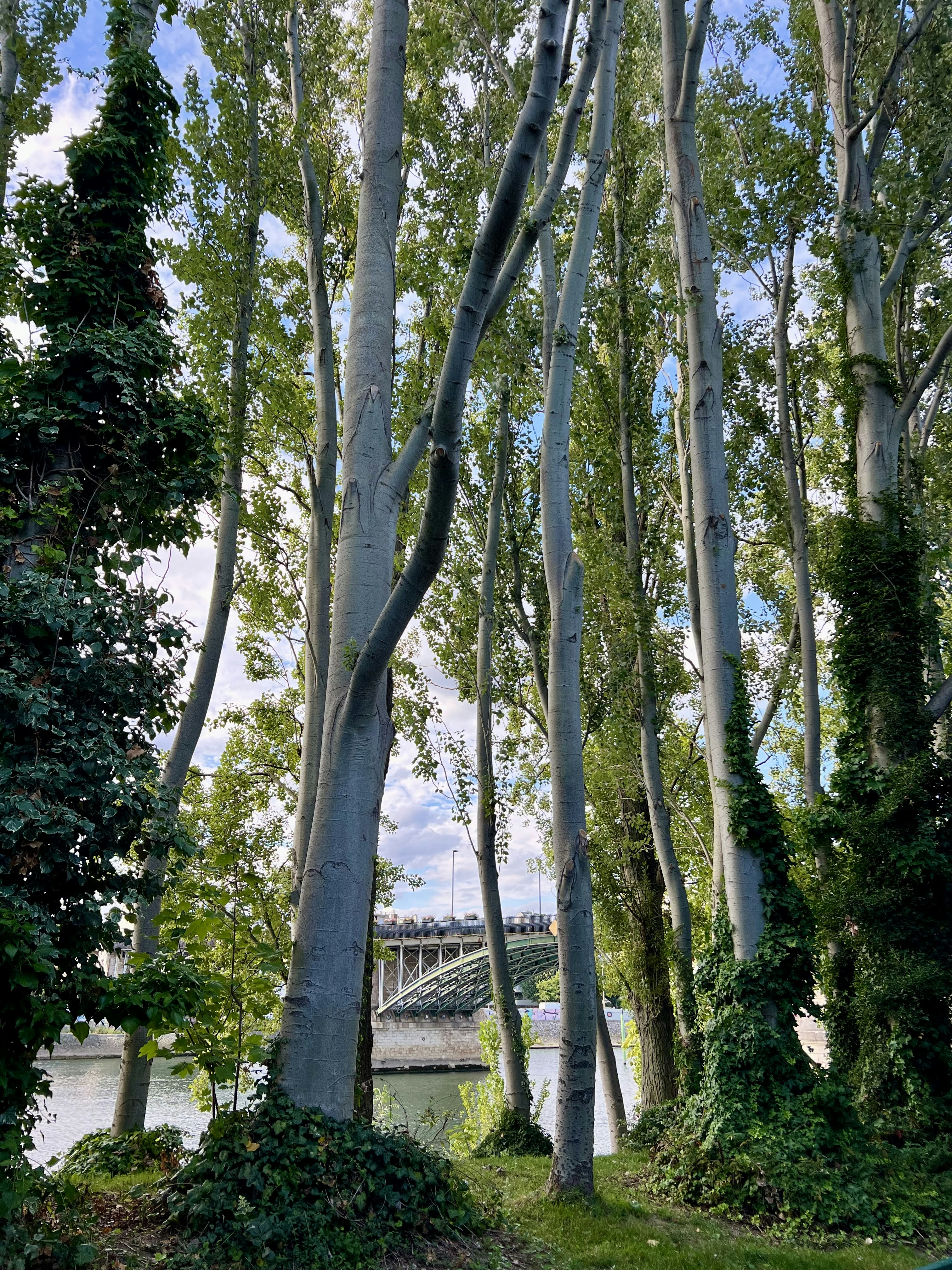 Whispers of the Urban Grove