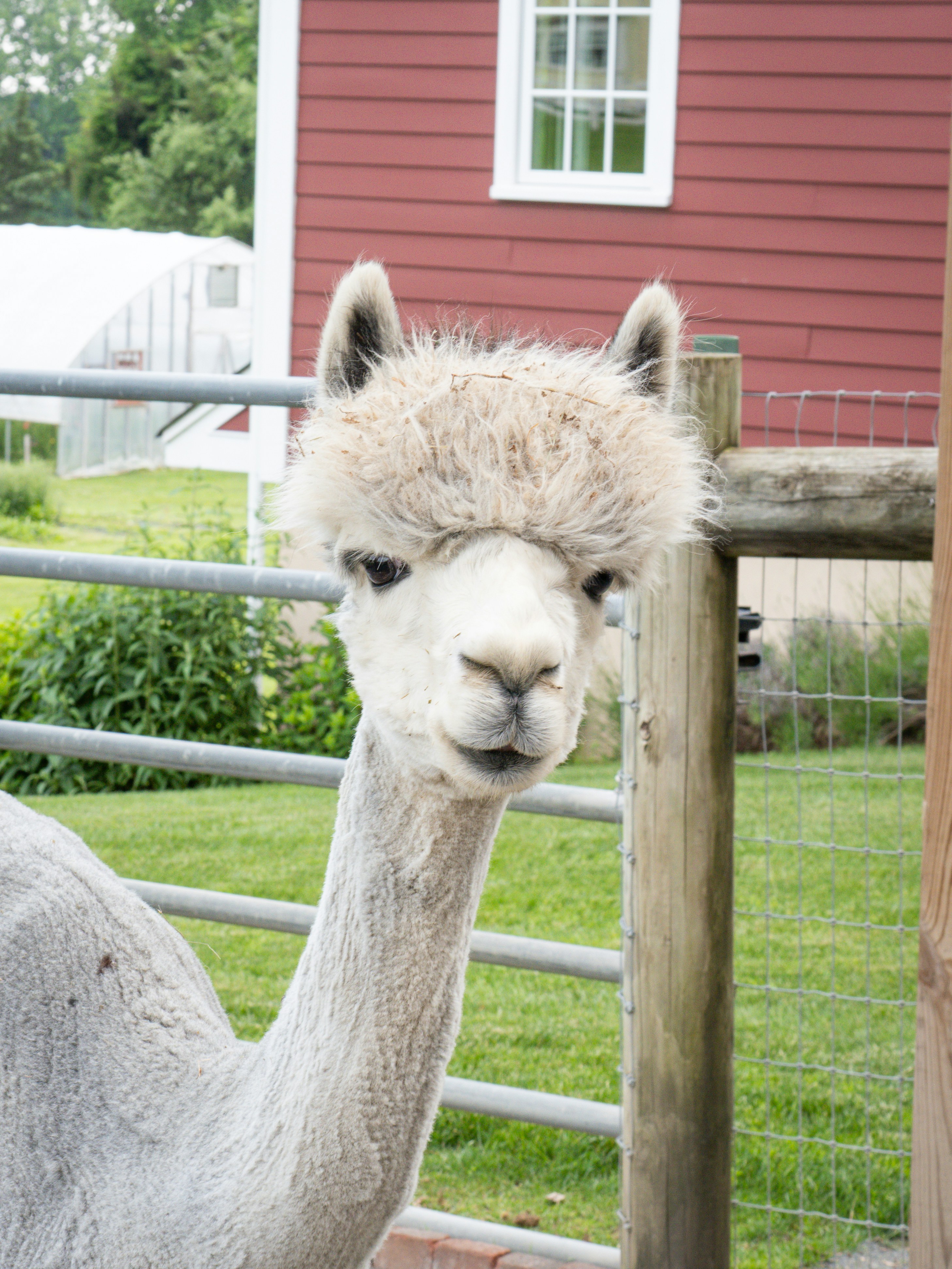 Curious Alpaca at the Farm Gate