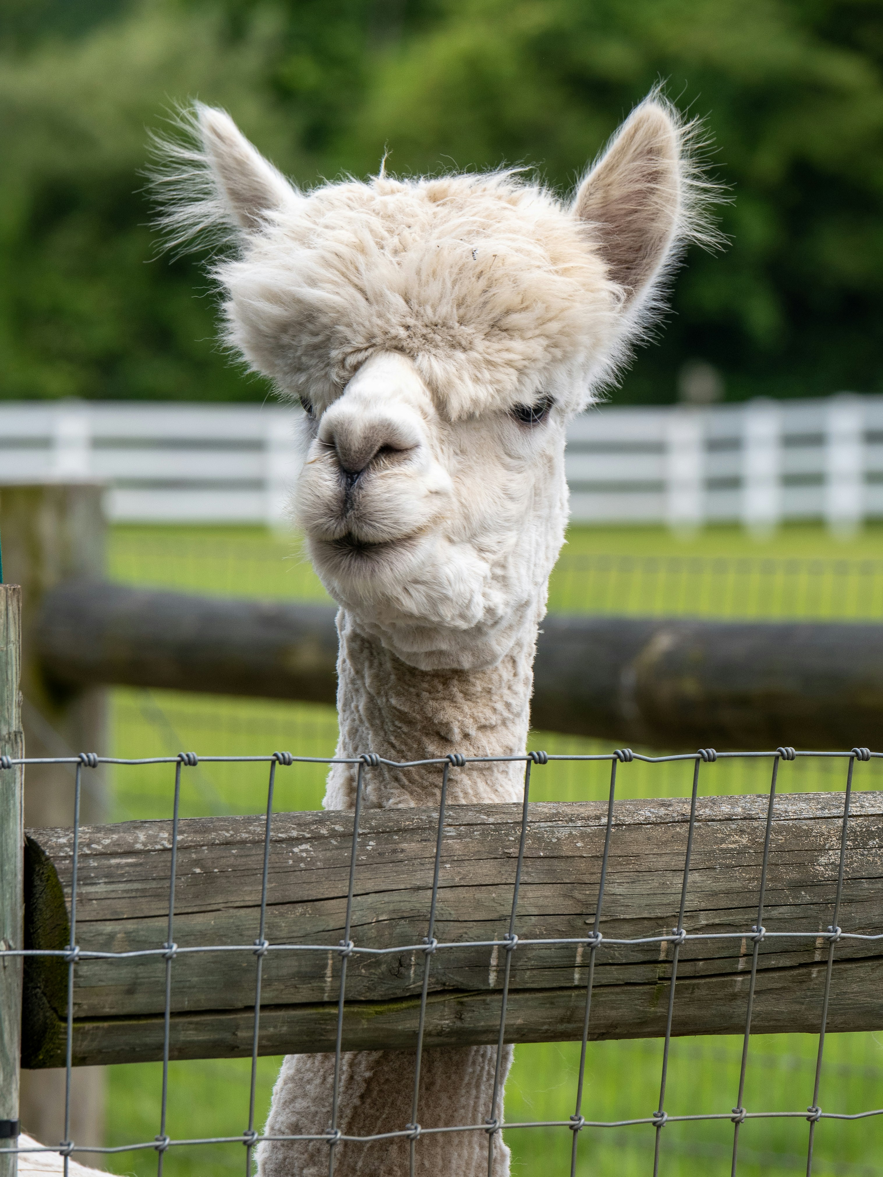 A fluffy white alpaca peeks over a wooden fence.