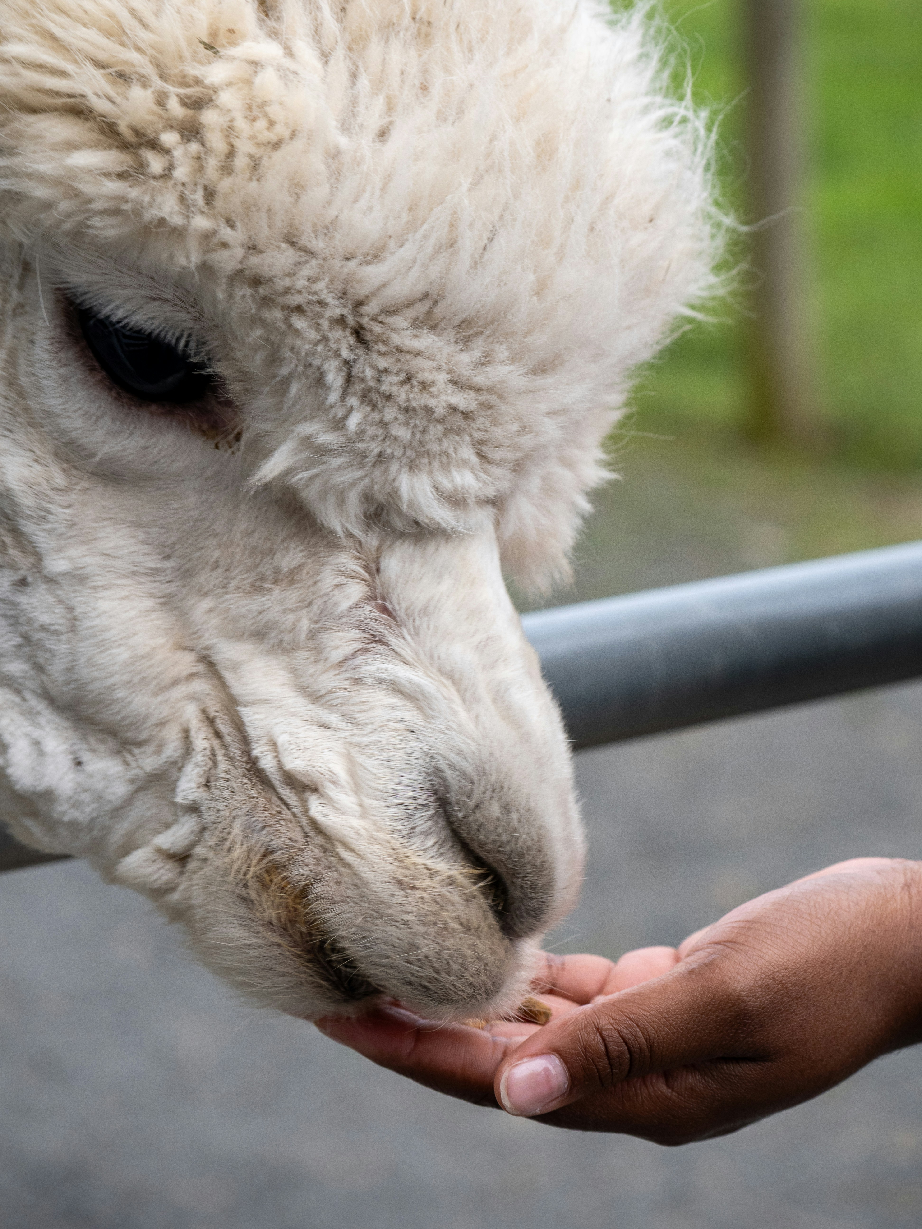 Gentle Exchange: A Llama Nibbles at a Hand in Soft Focus