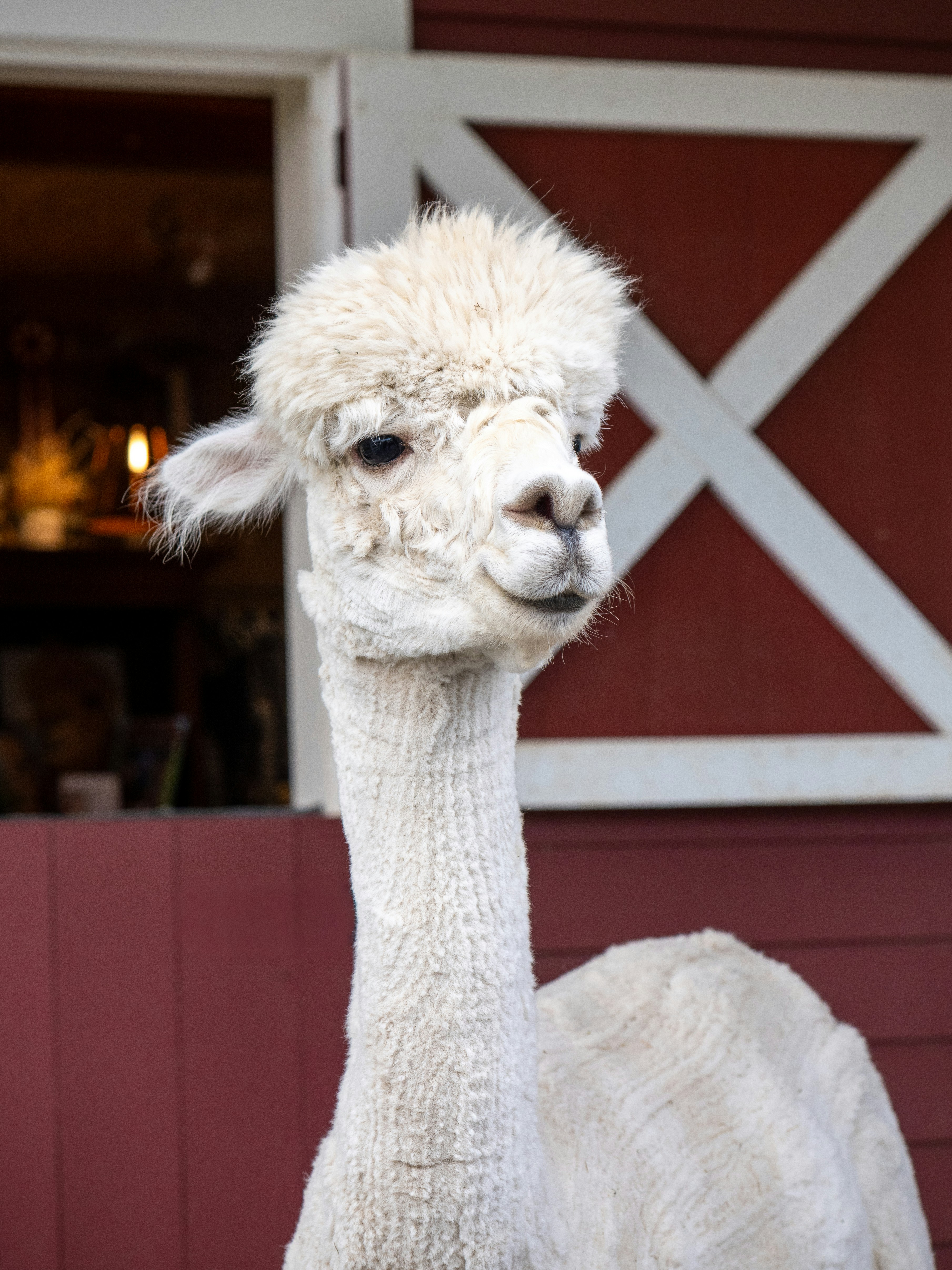 A fluffy white alpaca stands in front of a red barn. photo – Free ...