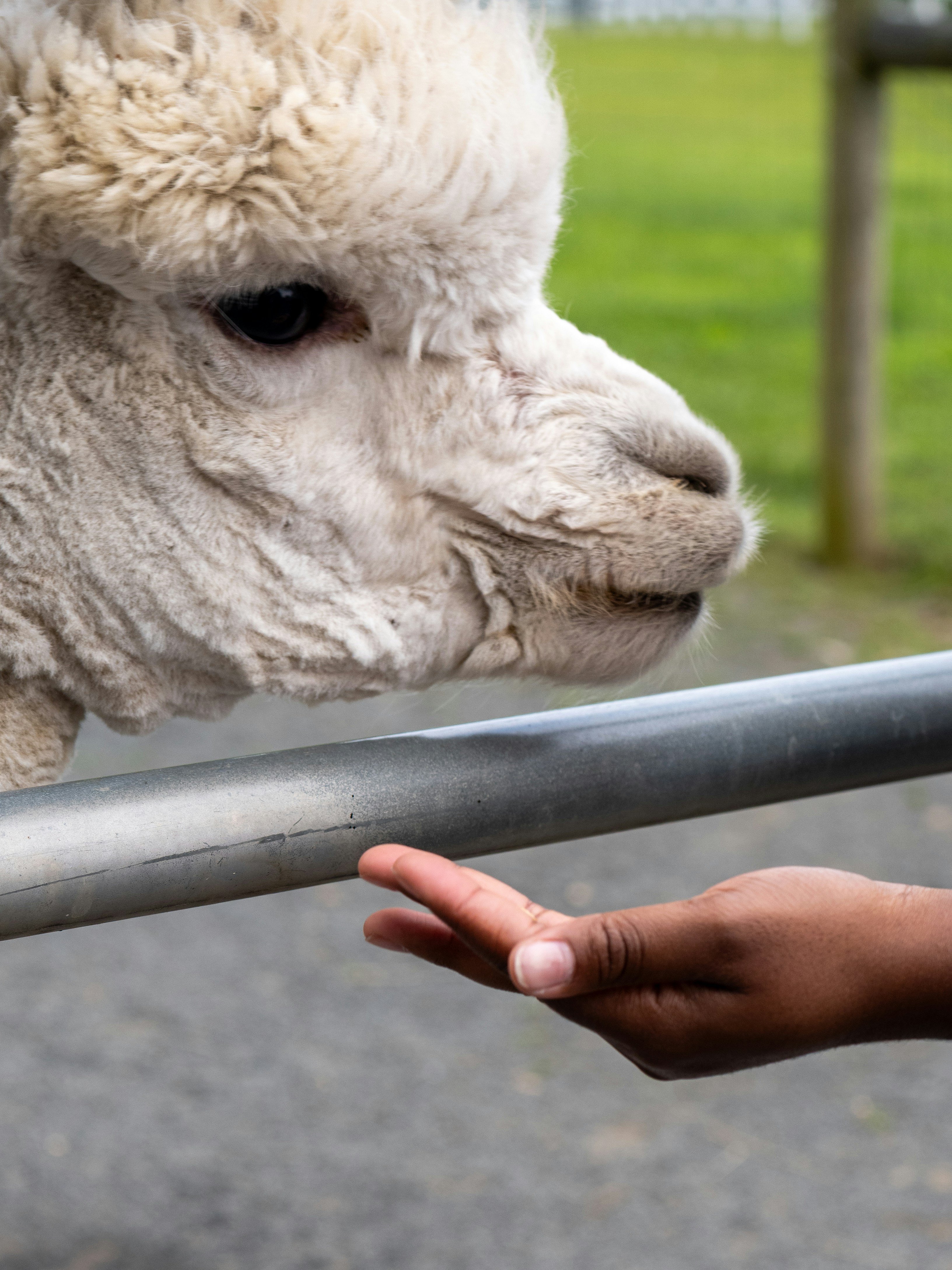 Grazing Gaze: Close-Up of Alpaca at the Rail