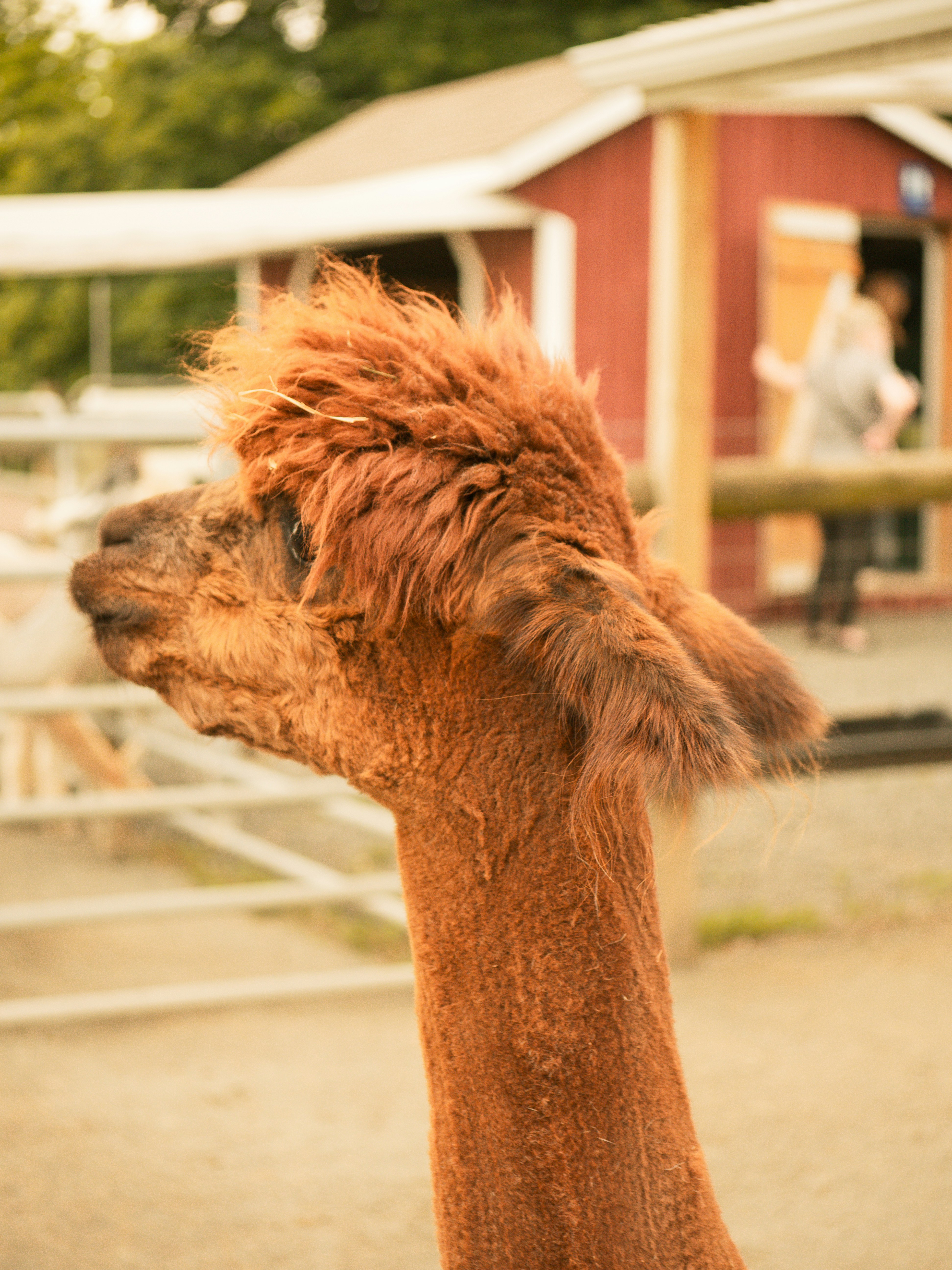 The Quirky Charm of a Lively Alpaca