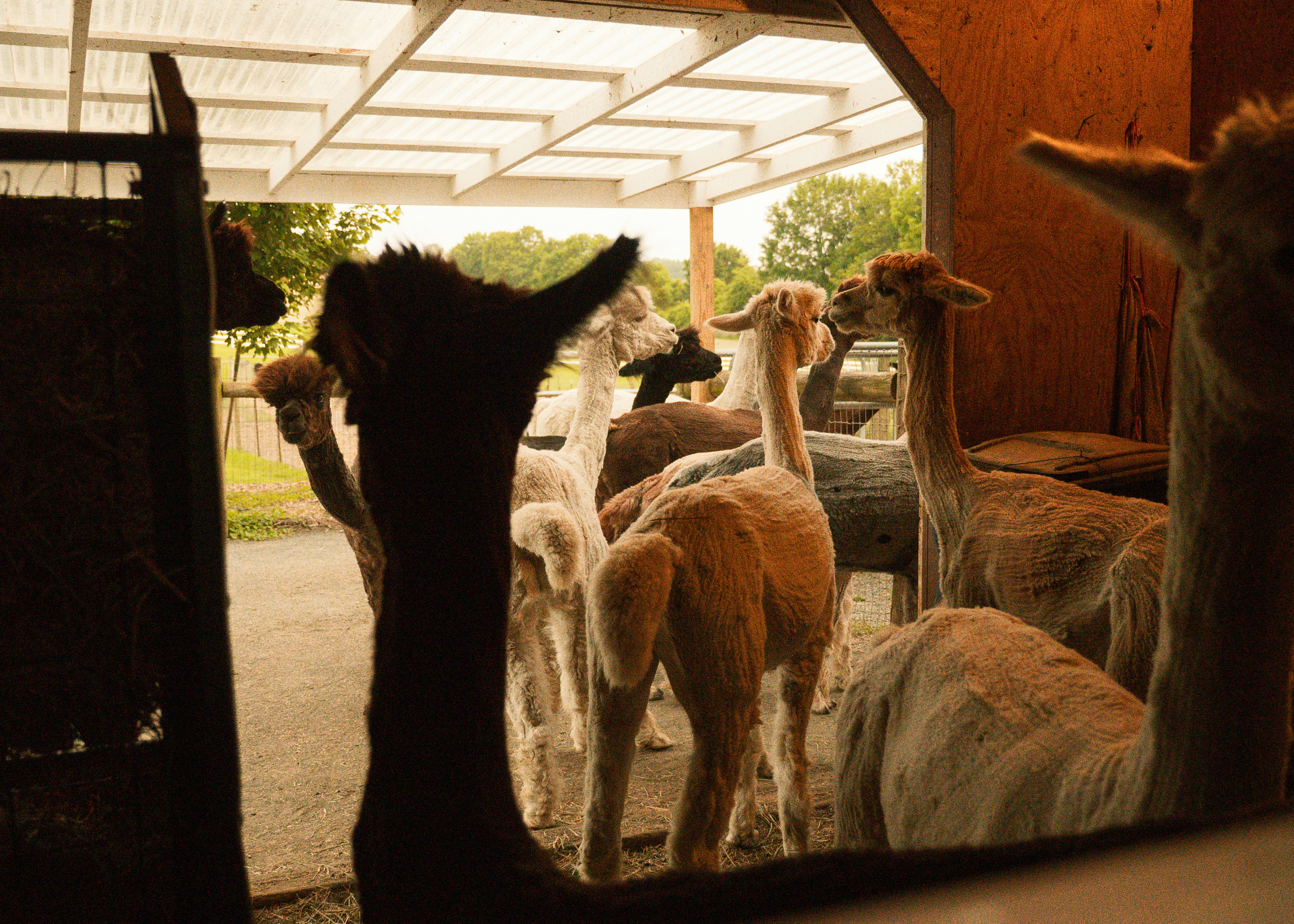 Curious Alpacas Gather at the Barn Door