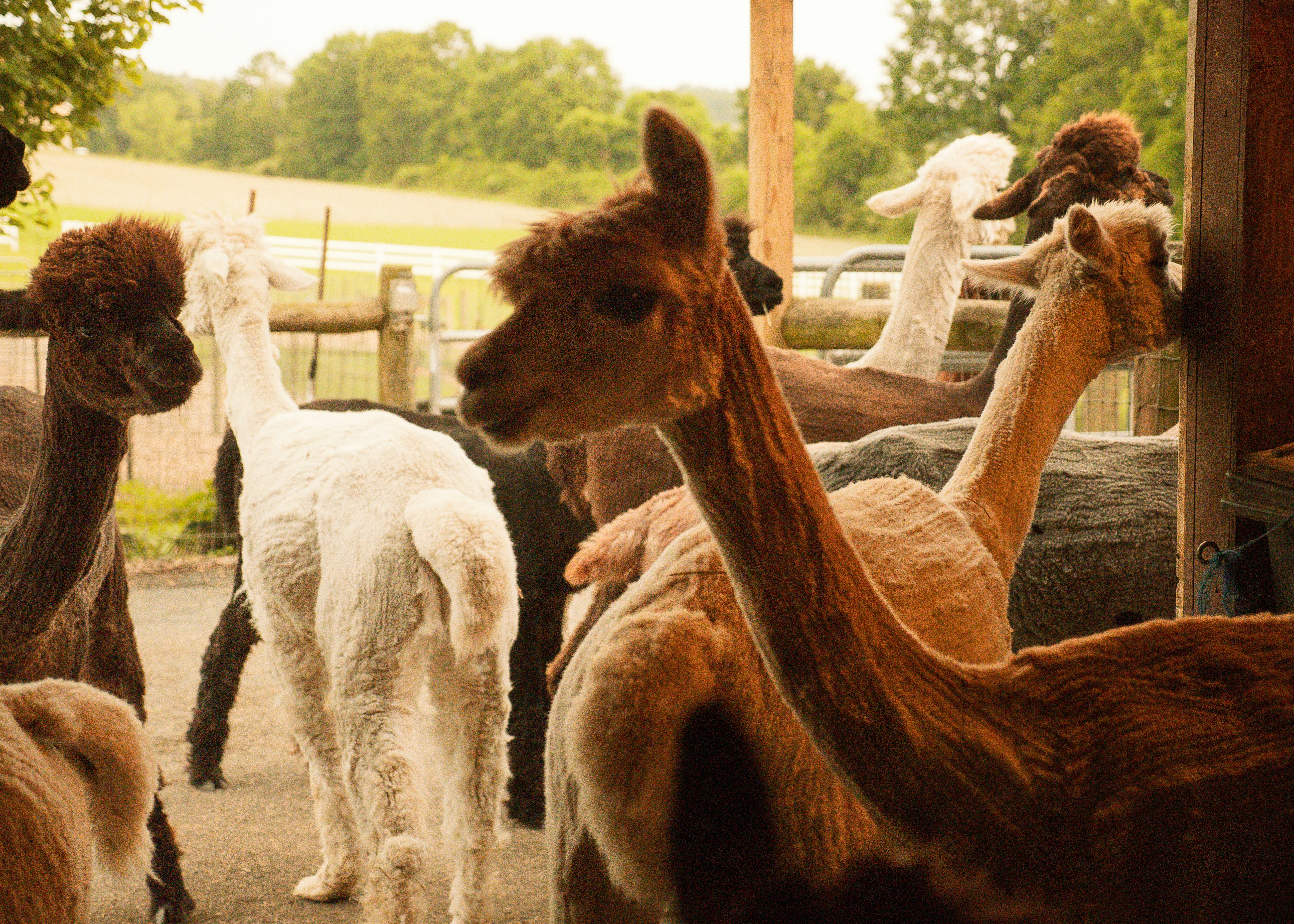 Llamas at the Barn: Quiet Herd in Warm Afternoon Light