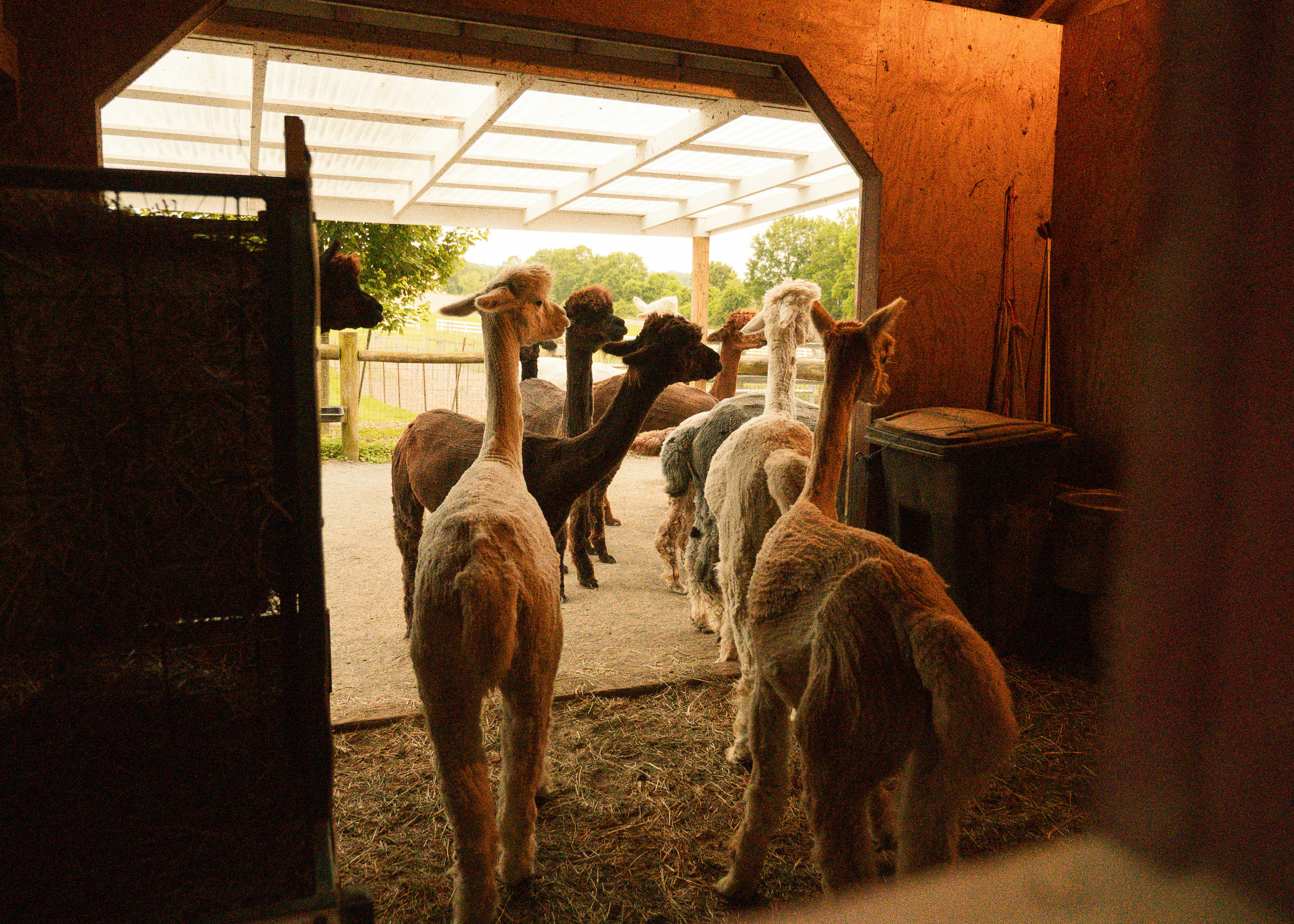 Curious Alpacas at Dusk