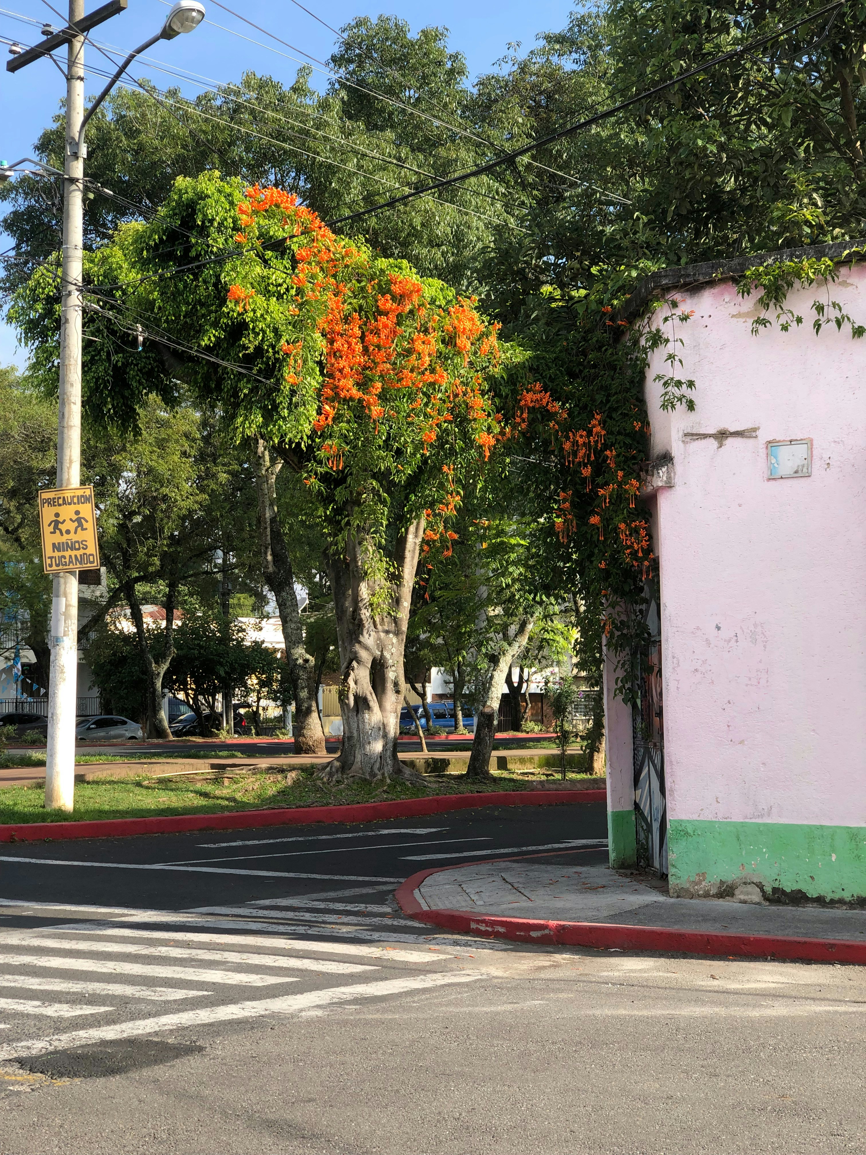 Orange flowers bloom on a tree near a pink building.